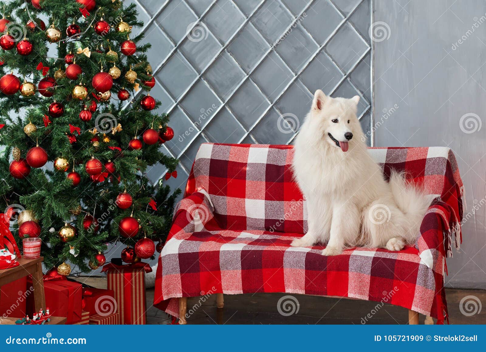 Christmas Dog the Samoyed in Studio Stock Image - Image of tree ...
