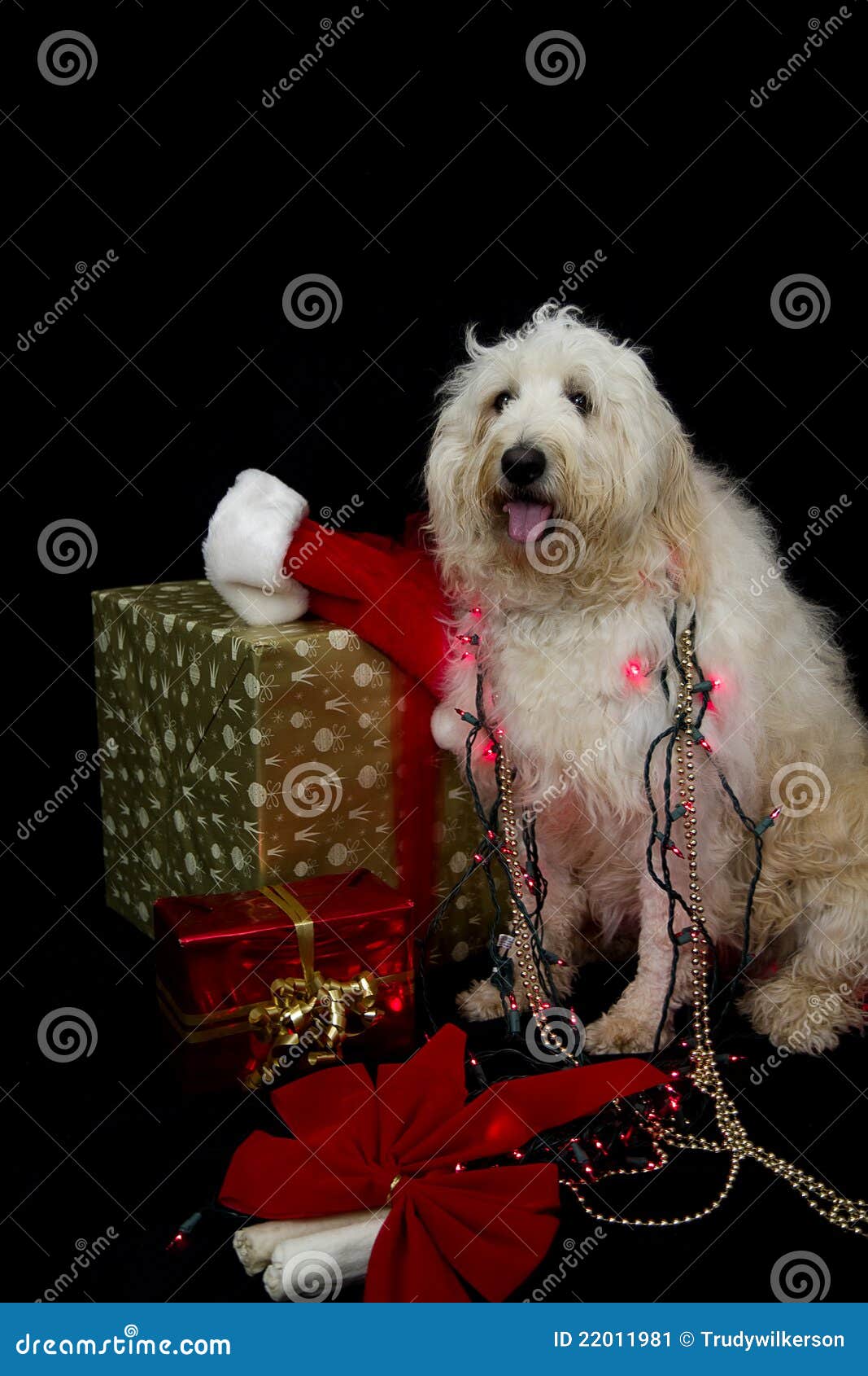 Christmas Doggie stock image. Image of ornaments, bones - 22011981
