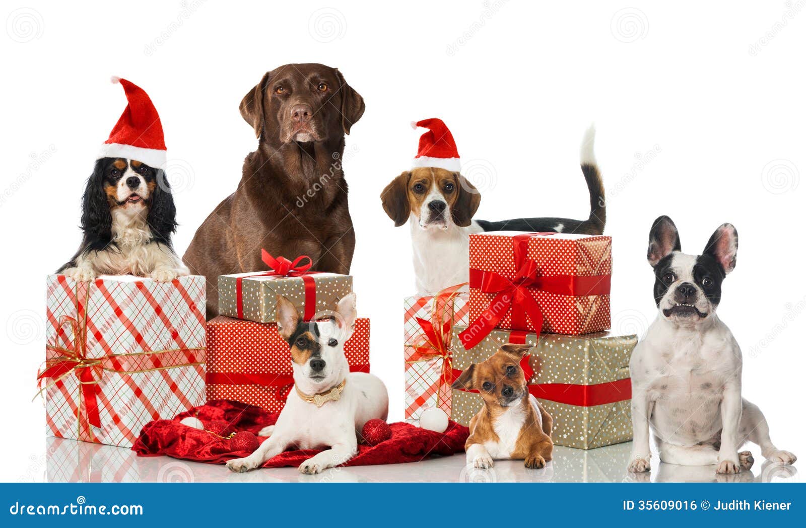 Christmas dogs stock photo. Image of animal, mixed, present - 35609016