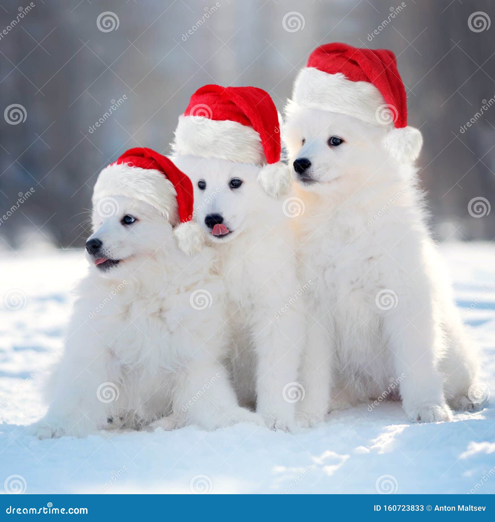 Christmas Dogs. Samoyed Puppies Stock Image - Image of decoration ...