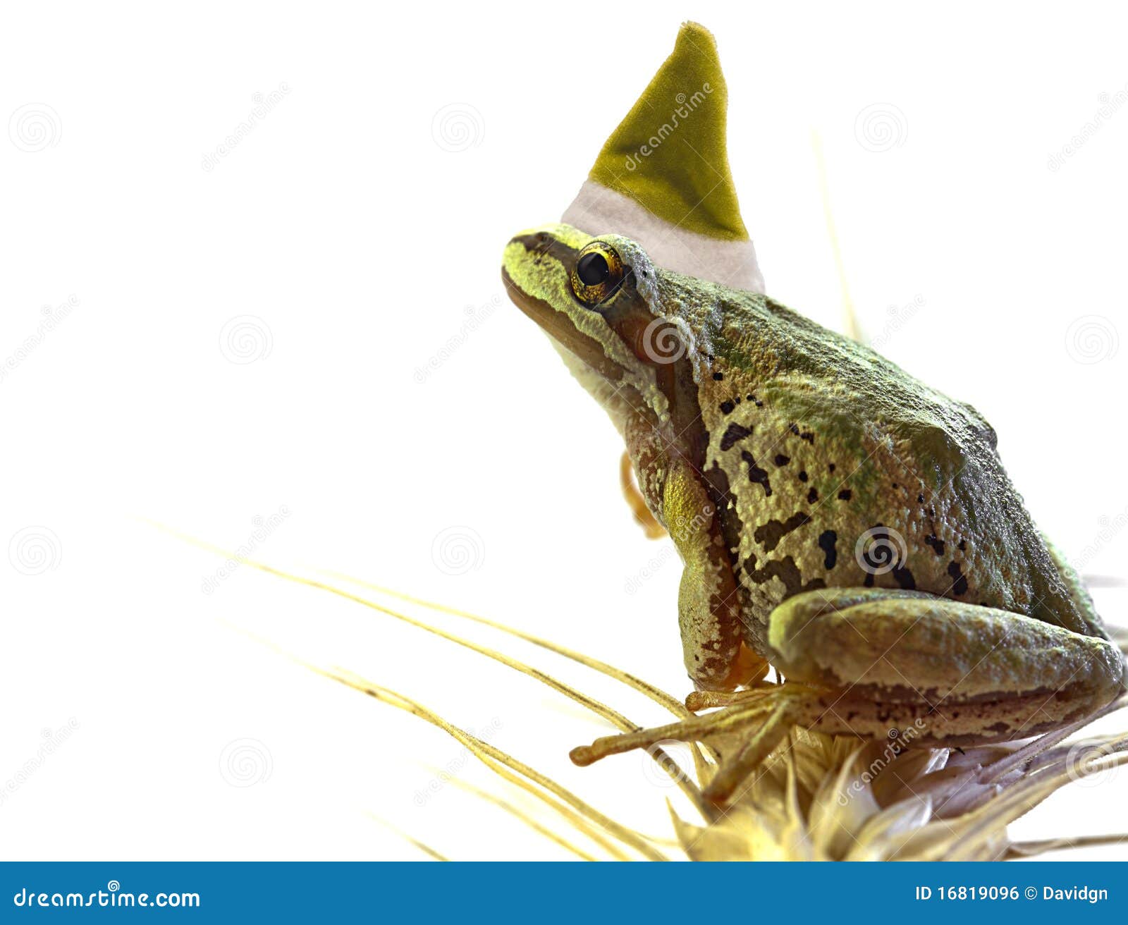 Christmas Elf Tree Frog Sitting on Stalk of Wheat Stock Photo - Image ...