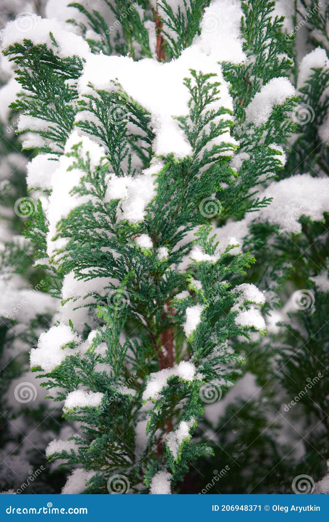 Christmas Evergreen Pine Trees Covered by the Snow Stock Image - Image ... Christmas Evergreen Pine Trees Covered by the Snow Stock Image - Image ...