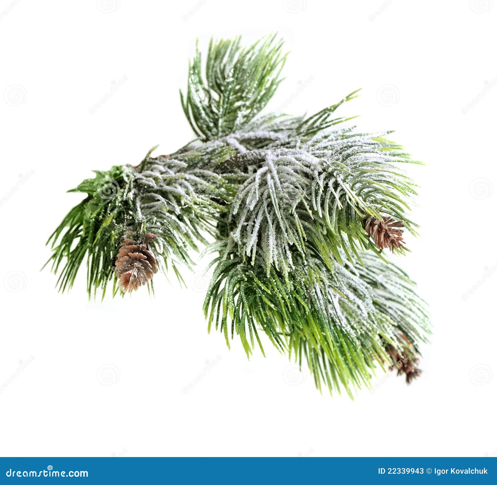 198 Cutout Snow Spruce Tree Stock Photos - Free & Royalty-Free Stock ...