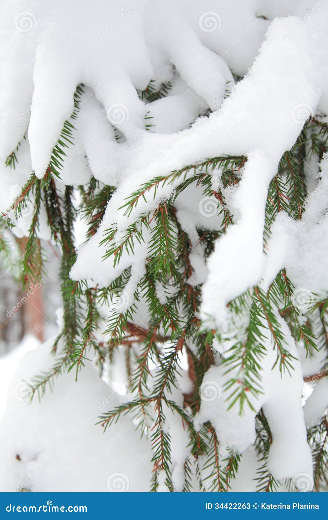 Christmas Evergreen Spruce Tree Stock Image - Image of season ...