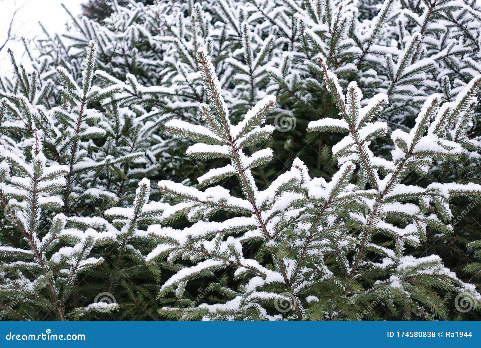 Christmas Evergreen Spruce Tree with Fresh Snow on White Stock Photo ...