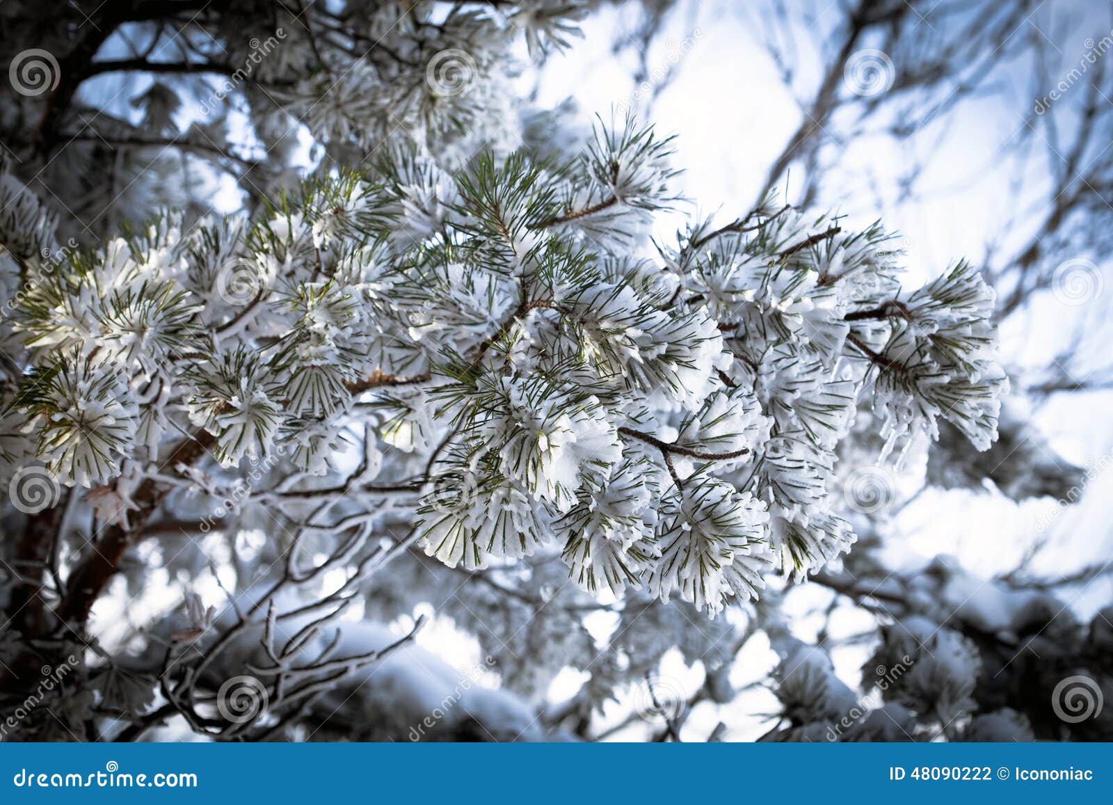 Evergreen Spruce Forest At Night, Visible Milky Way Galaxy, Clear Sky ...