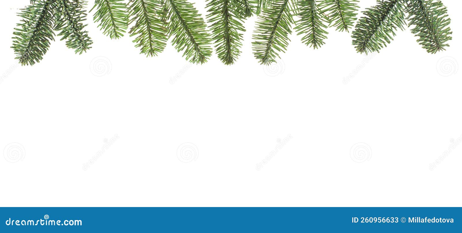 Christmas Evergreen Tree Branch Border Isolated on White Background ...