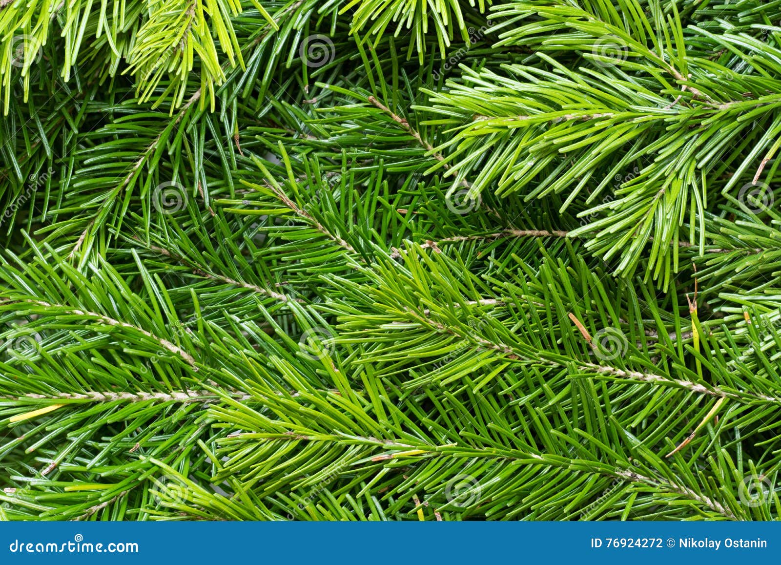 Christmas Fir Tree Background Stock Photo - Image of decoration ...