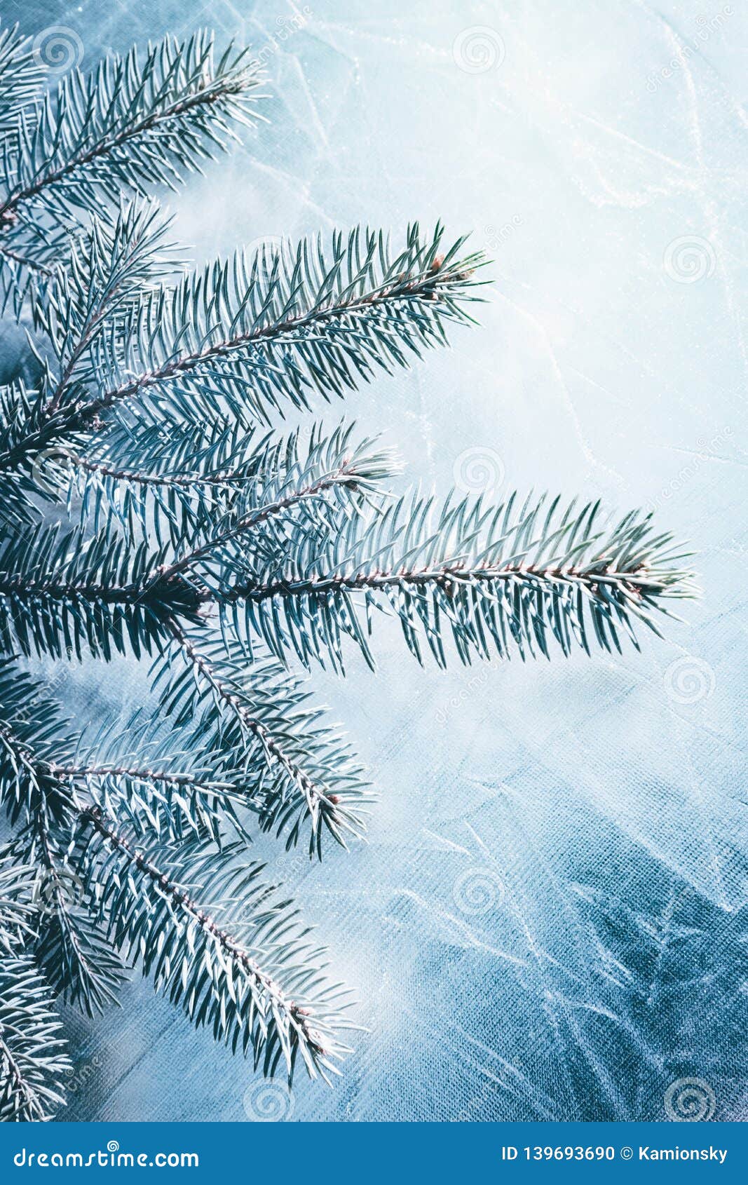 Christmas Fir Tree Blue Background with Copy Space. Fir Tree Branches ...