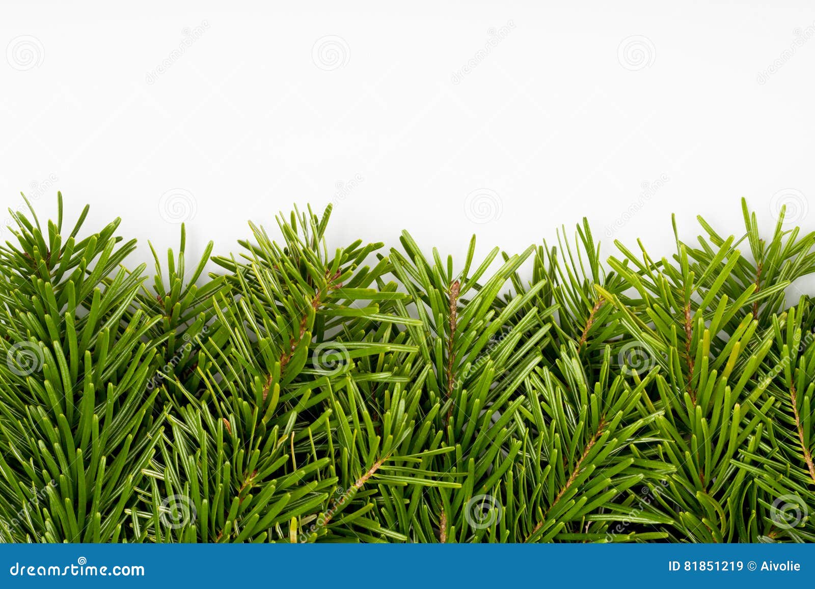 Christmas fir tree border stock image. Image of branch - 81851219