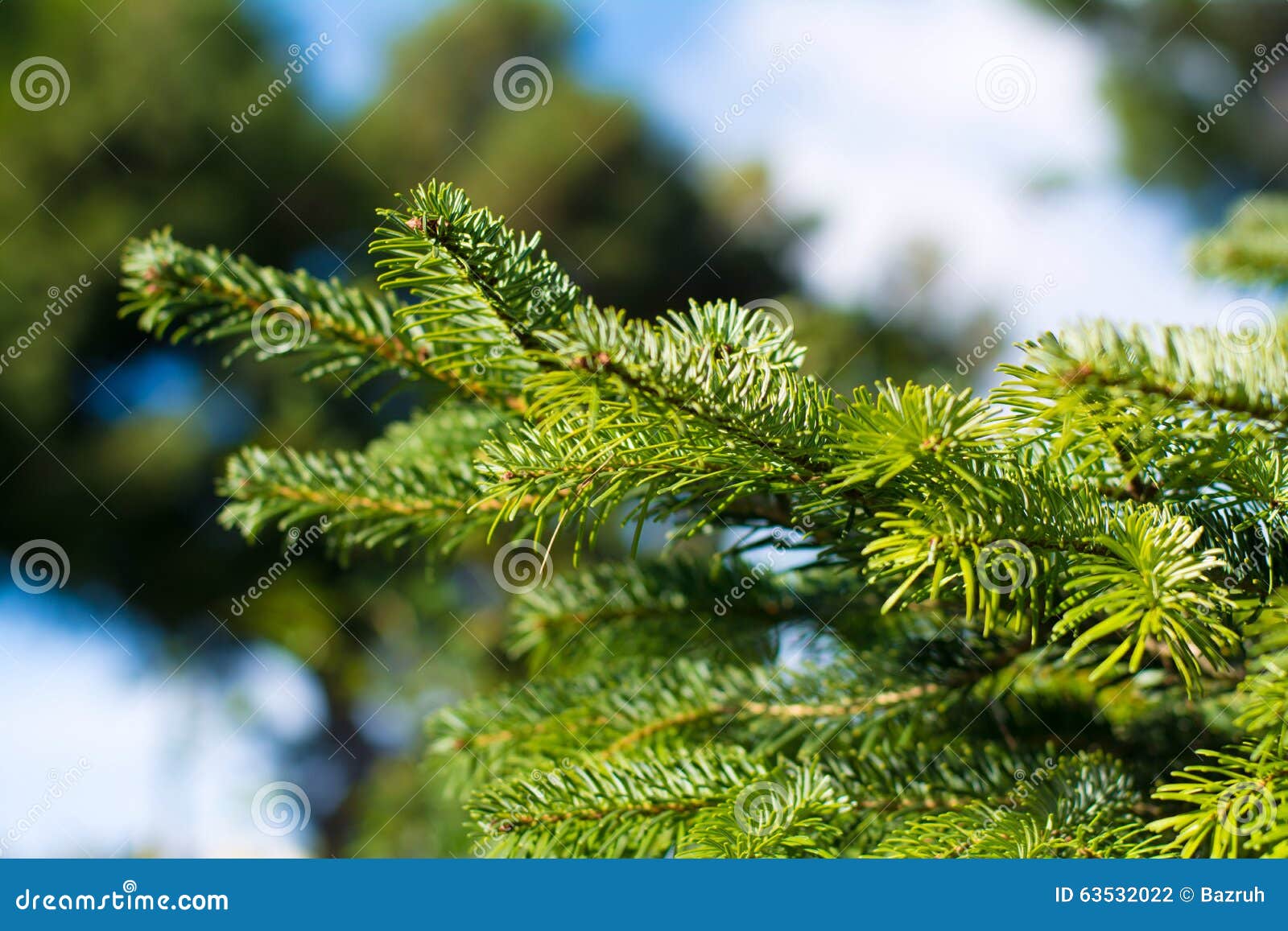 Christmas fir tree branch stock photo. Image of forest - 63532022