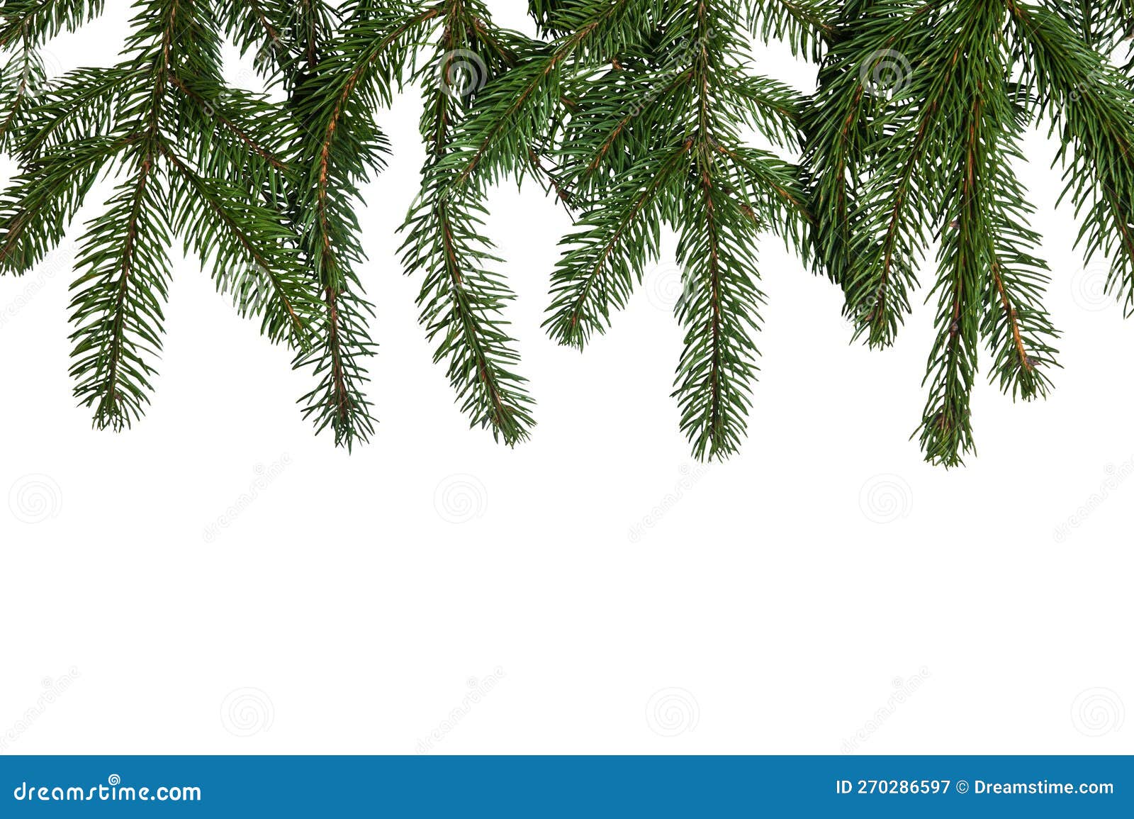 Christmas Fir Tree Branch Texture Background Isolated on White ...