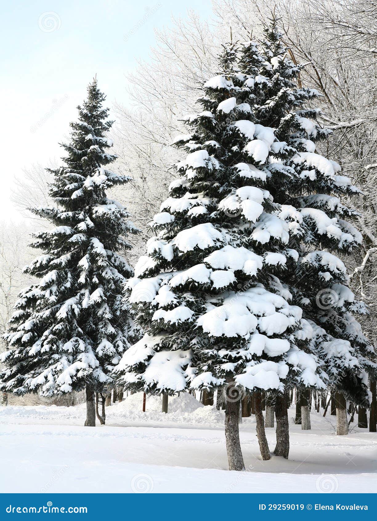 Christmas Fir Trees with Snowy Branches Stock Image - Image of wood ...