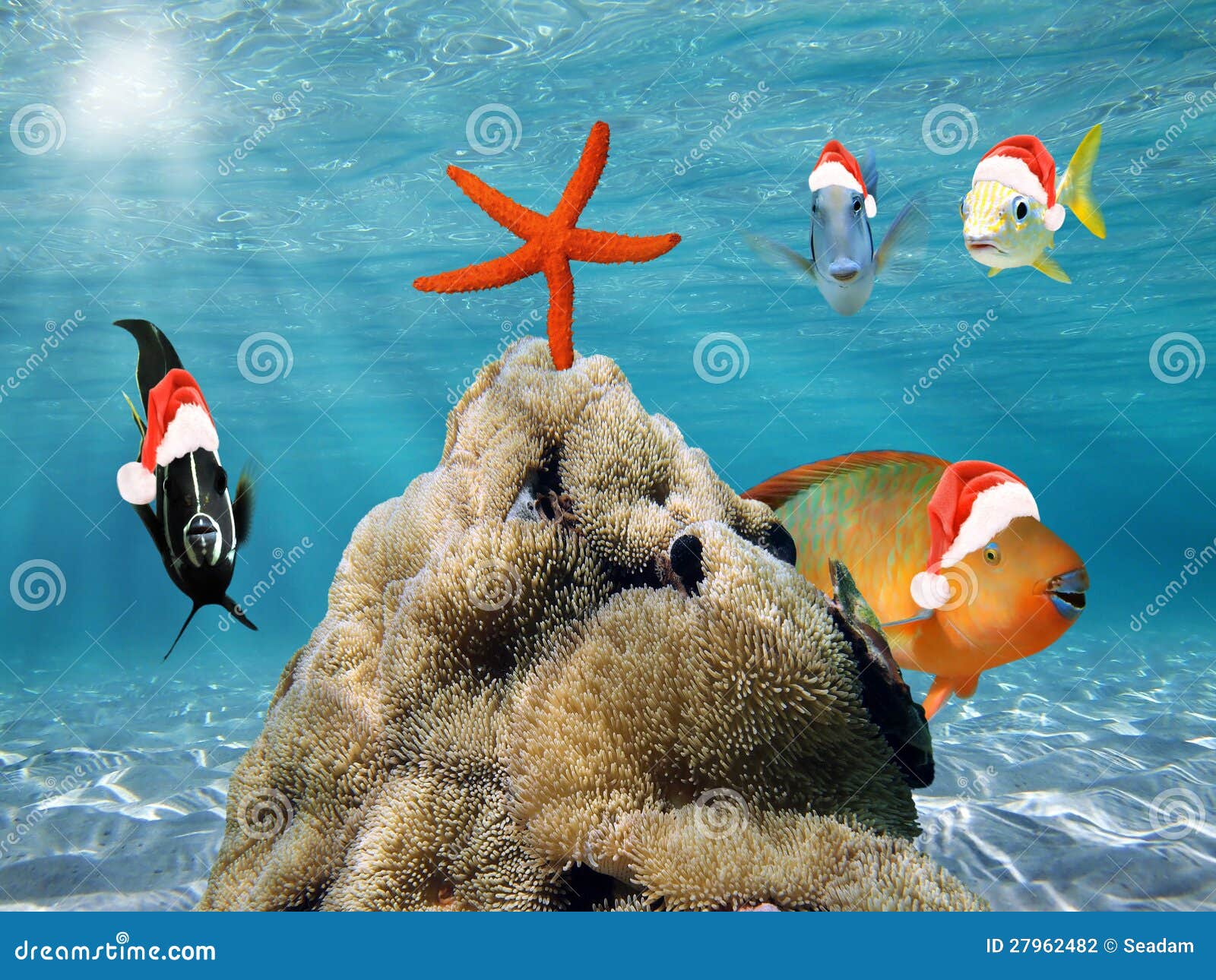 Christmas Fish in Red Santa Claus Hat Stock Photo - Image of snorkeling ...