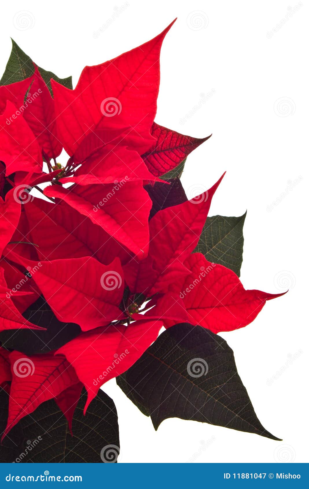 Christmas flower stock image. Image of greetings, nature - 11881047