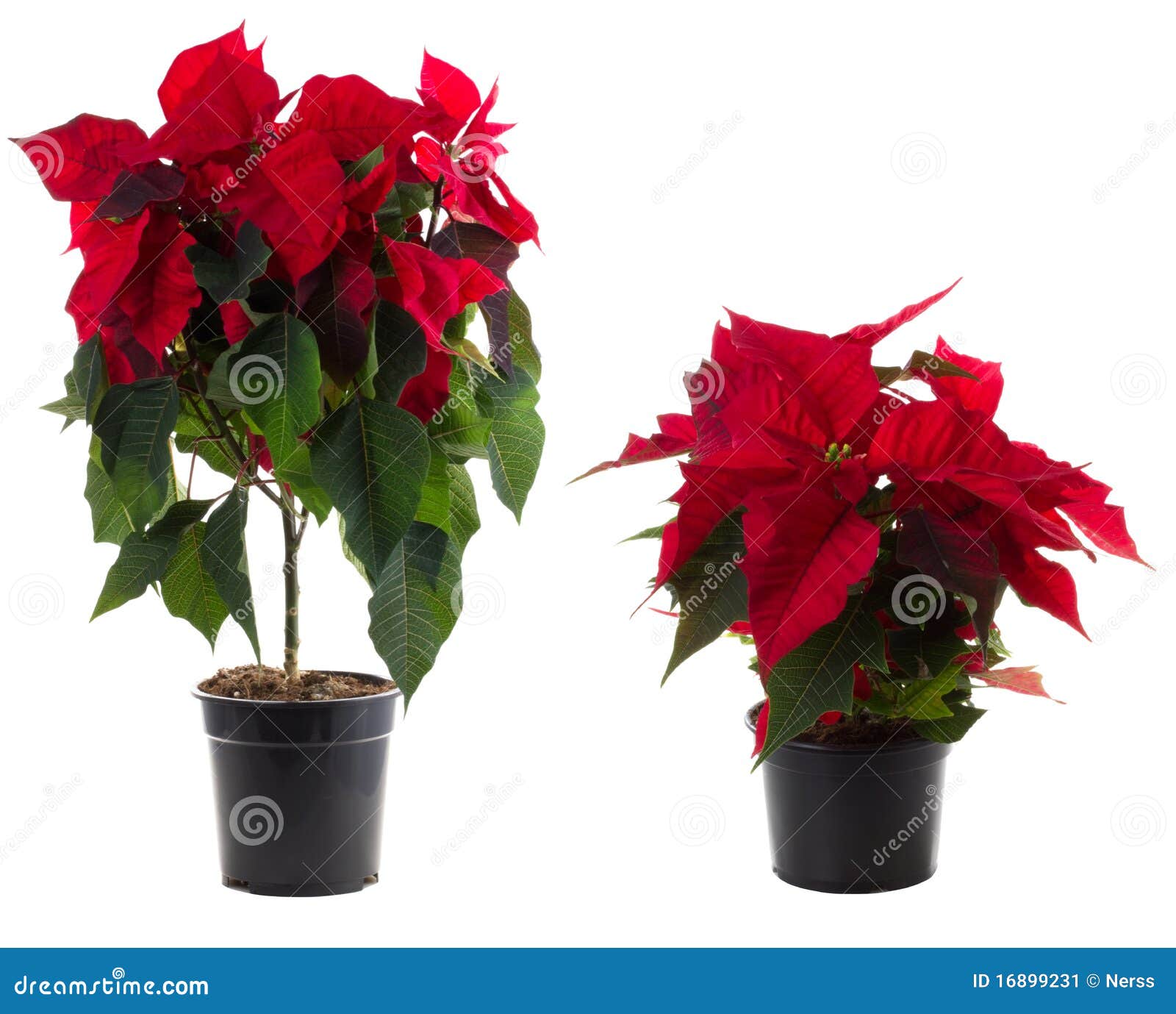 Christmas flower stock image. Image of floral, plant - 16899231