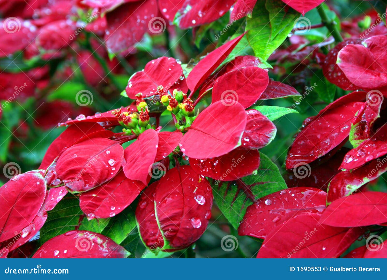 Christmas Flower stock image. Image of love, petals, green - 1690553