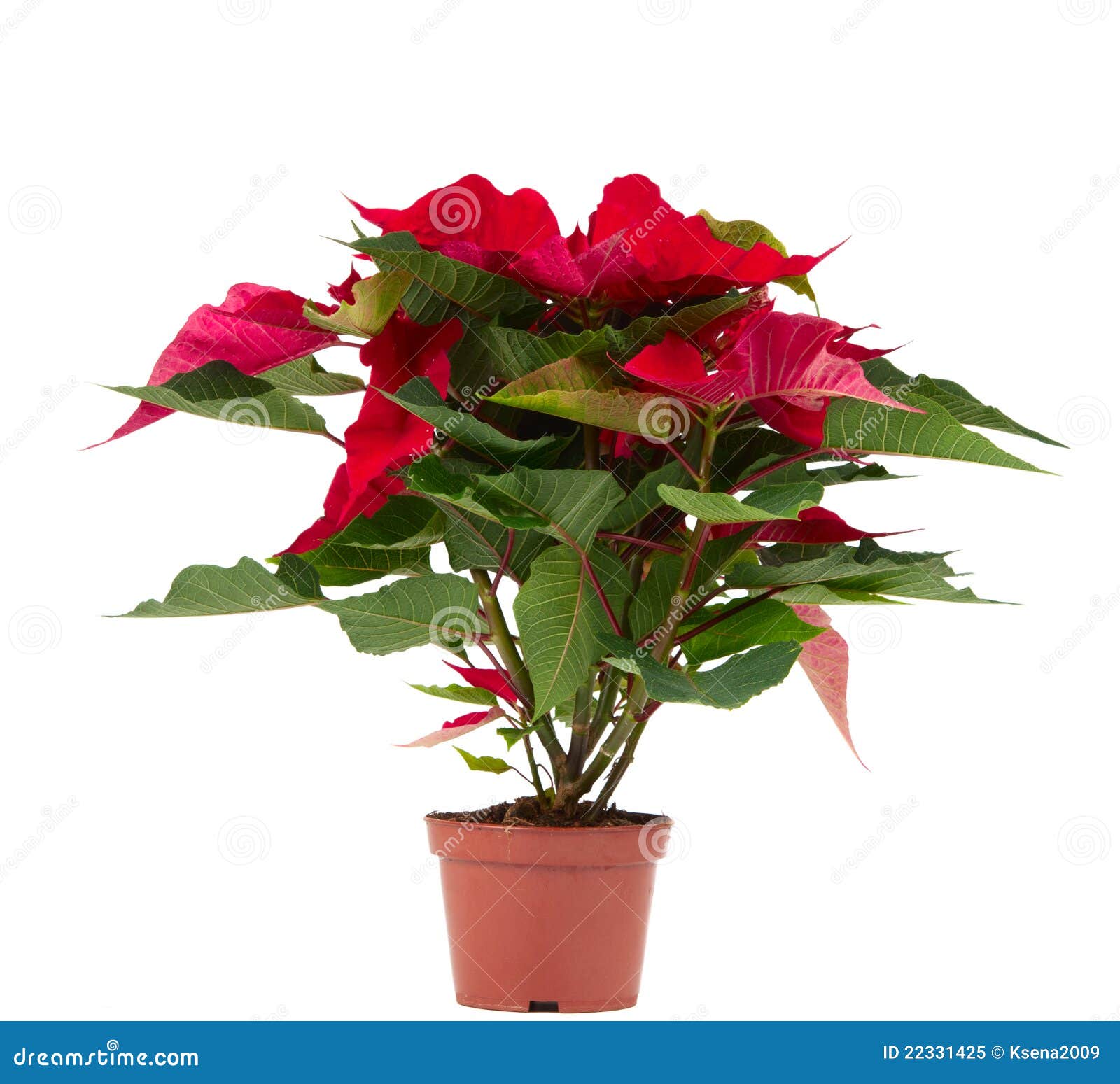 Christmas flower stock image. Image of green, flora, foliage - 22331425