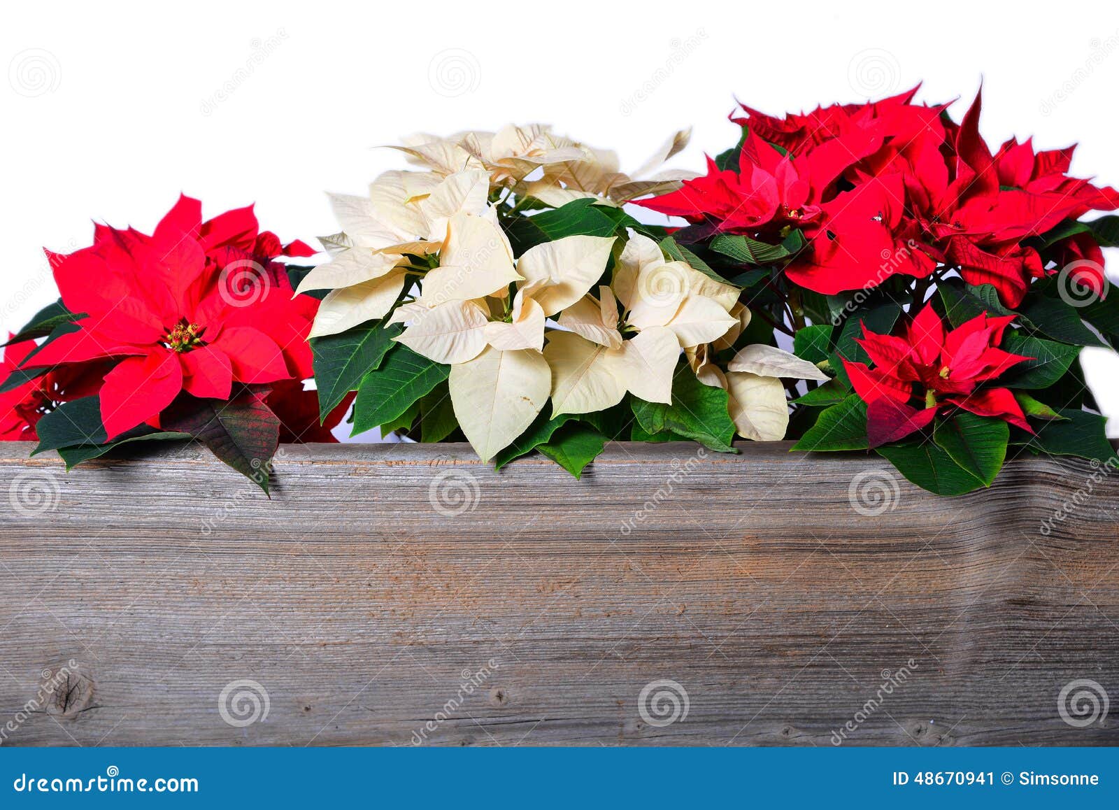 Christmas Flower Background Stock Image - Image of decorated, branch ...