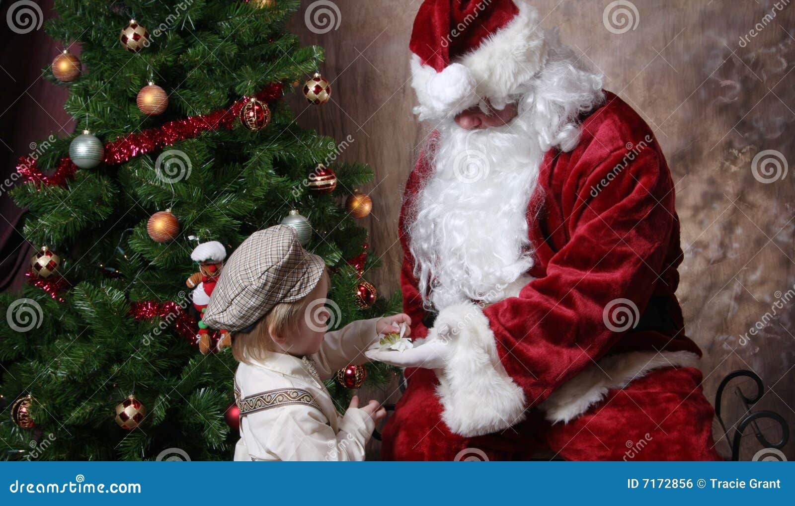Christmas Flower for Santa stock photo. Image of beard - 7172856