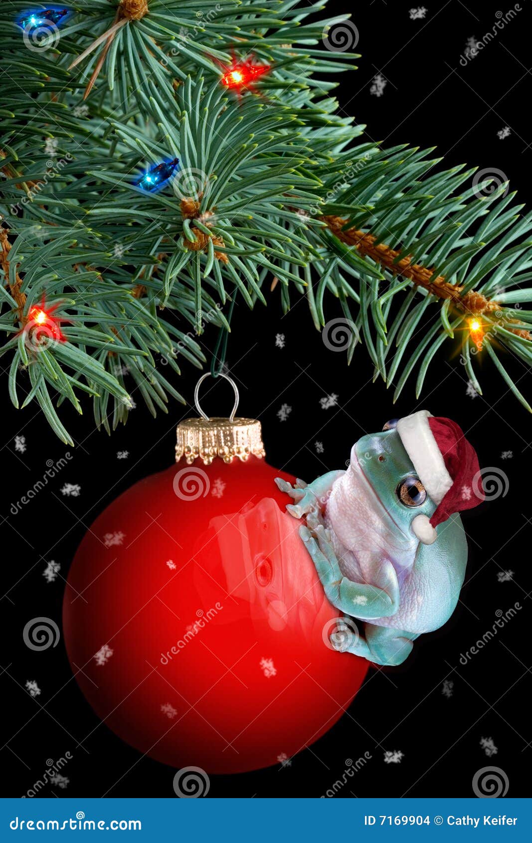 Christmas frog stock photo. Image of amphibian, animal - 7169904