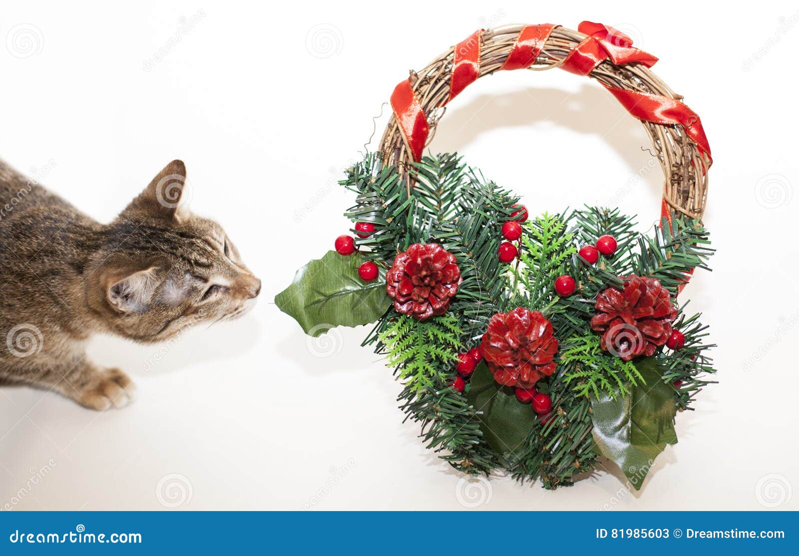 Christmas Garland and a Cat Stock Image - Image of cute, eyes: 81985603