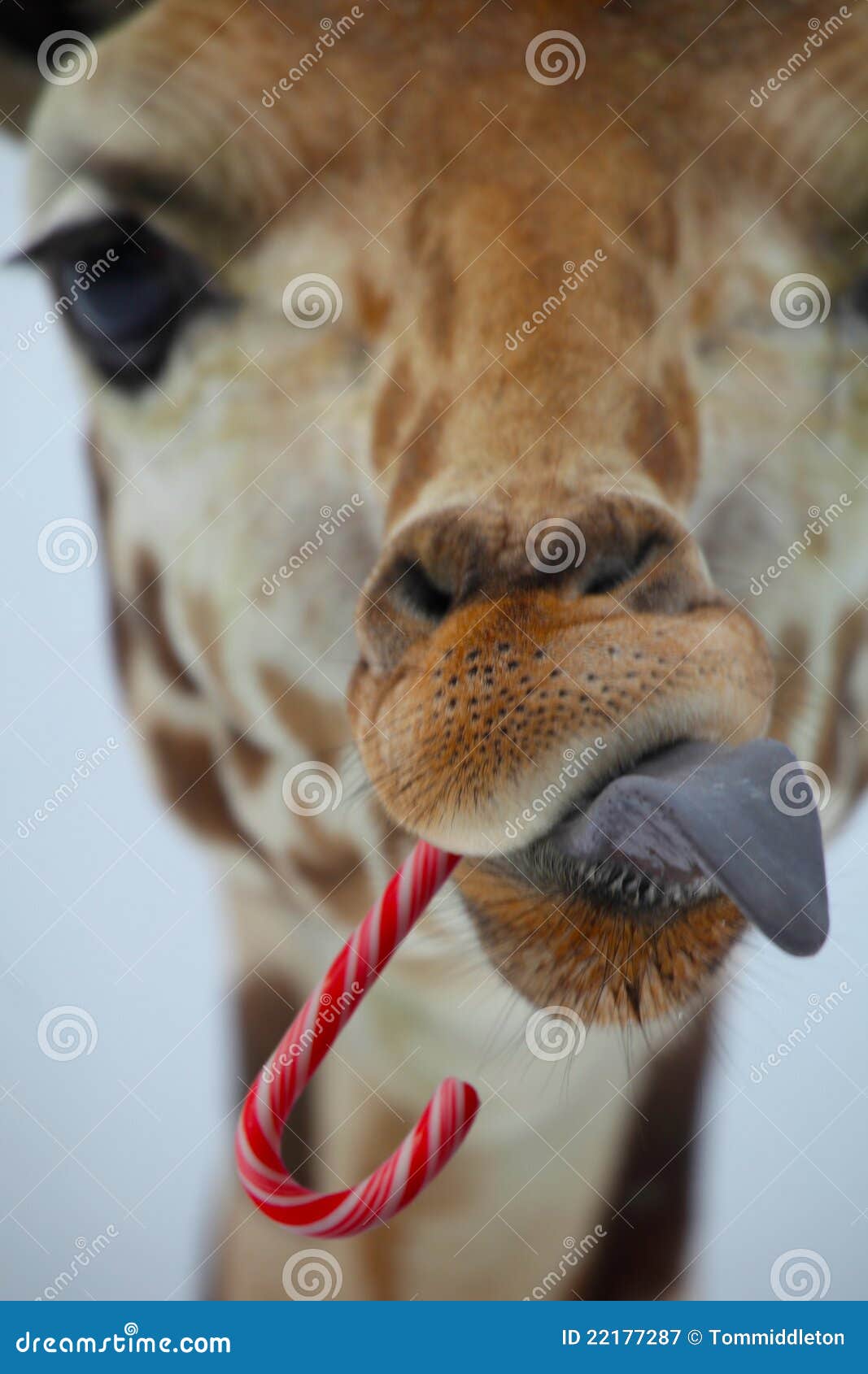 Christmas Giraffe stock image. Image of xmas, giraffe - 22177287