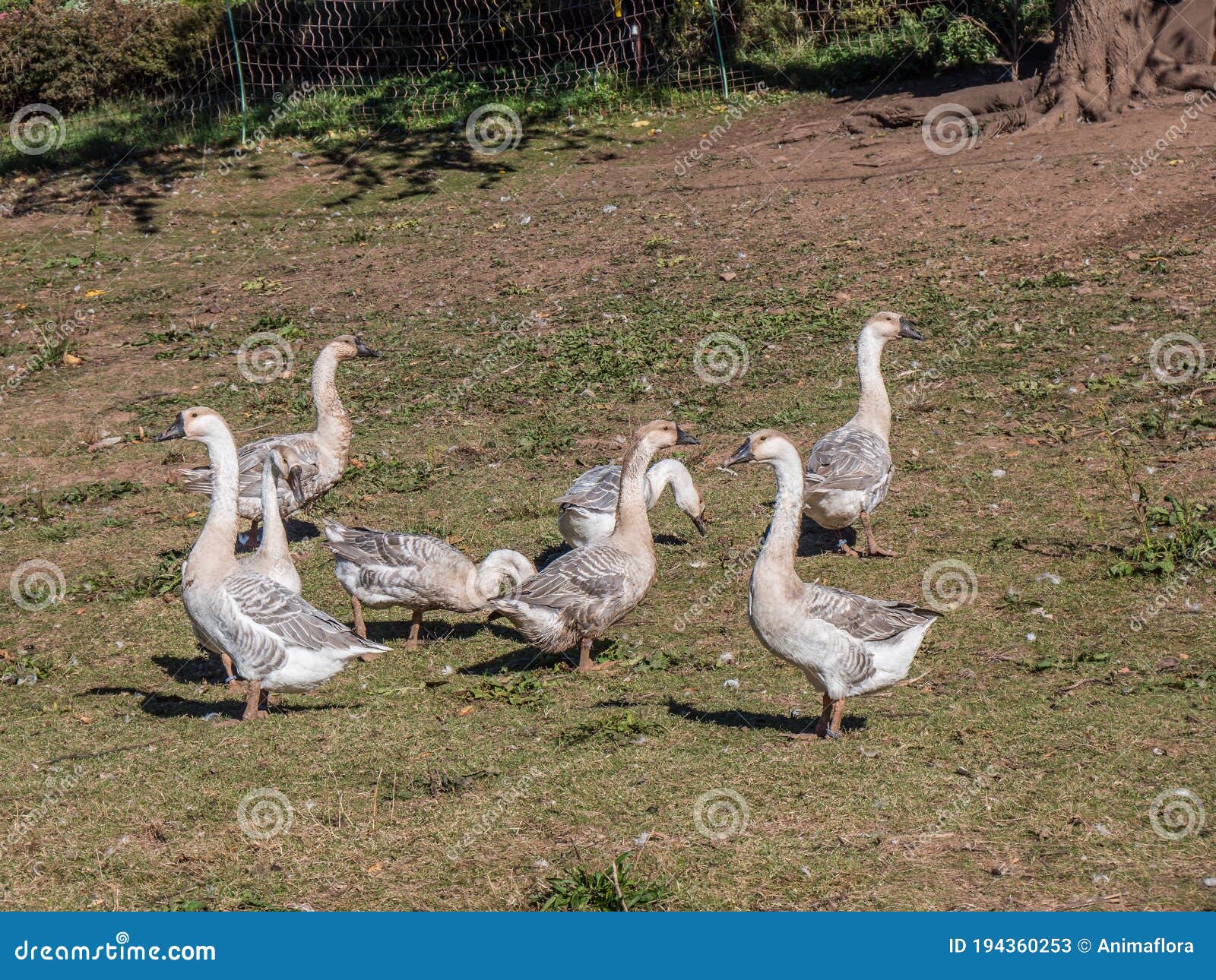 Christmas Goose in the Free Range Stock Image - Image of mast, healthy ...