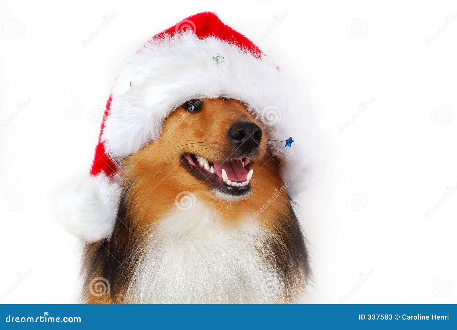 Christmas happy dog stock image. Image of wildlife, seasons - 337583