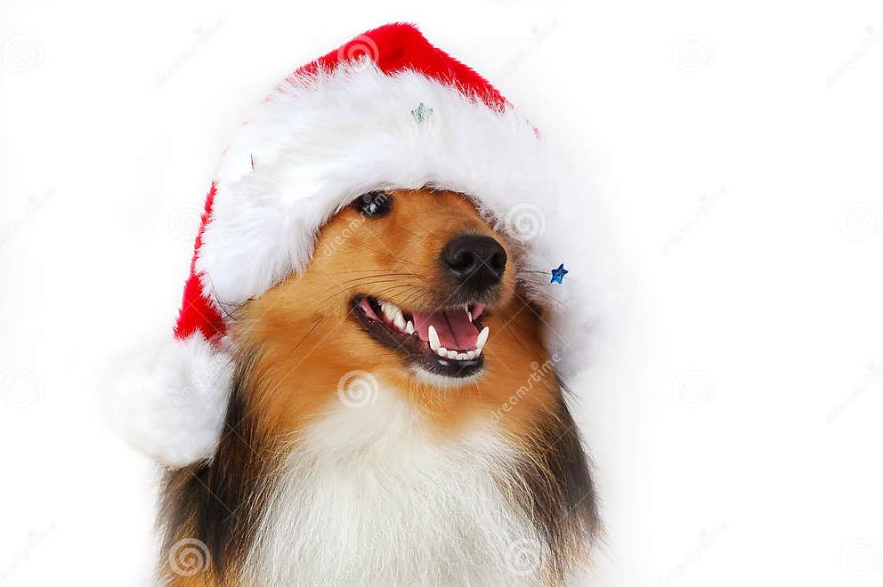 Christmas happy dog stock image. Image of wildlife, seasons - 337583