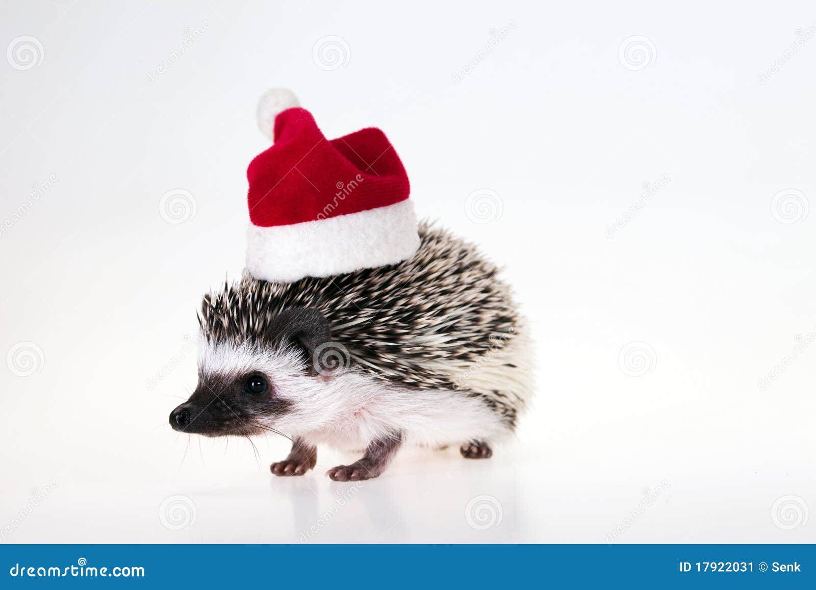 Christmas hedgehog stock image. Image of cute, celebration - 17922031