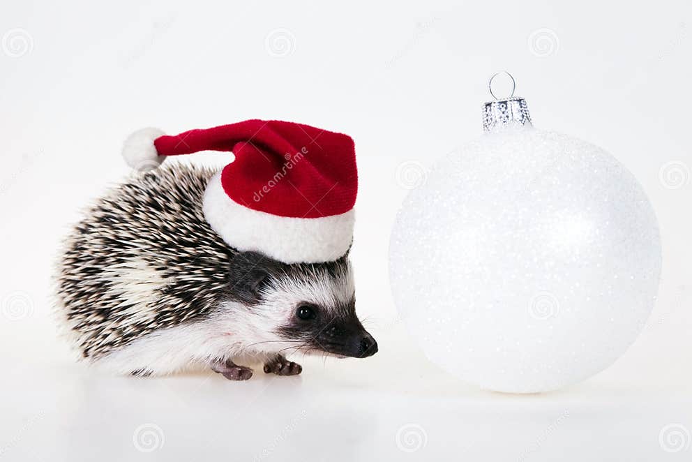 Christmas hedgehog stock photo. Image of juvenile, merry - 17922360