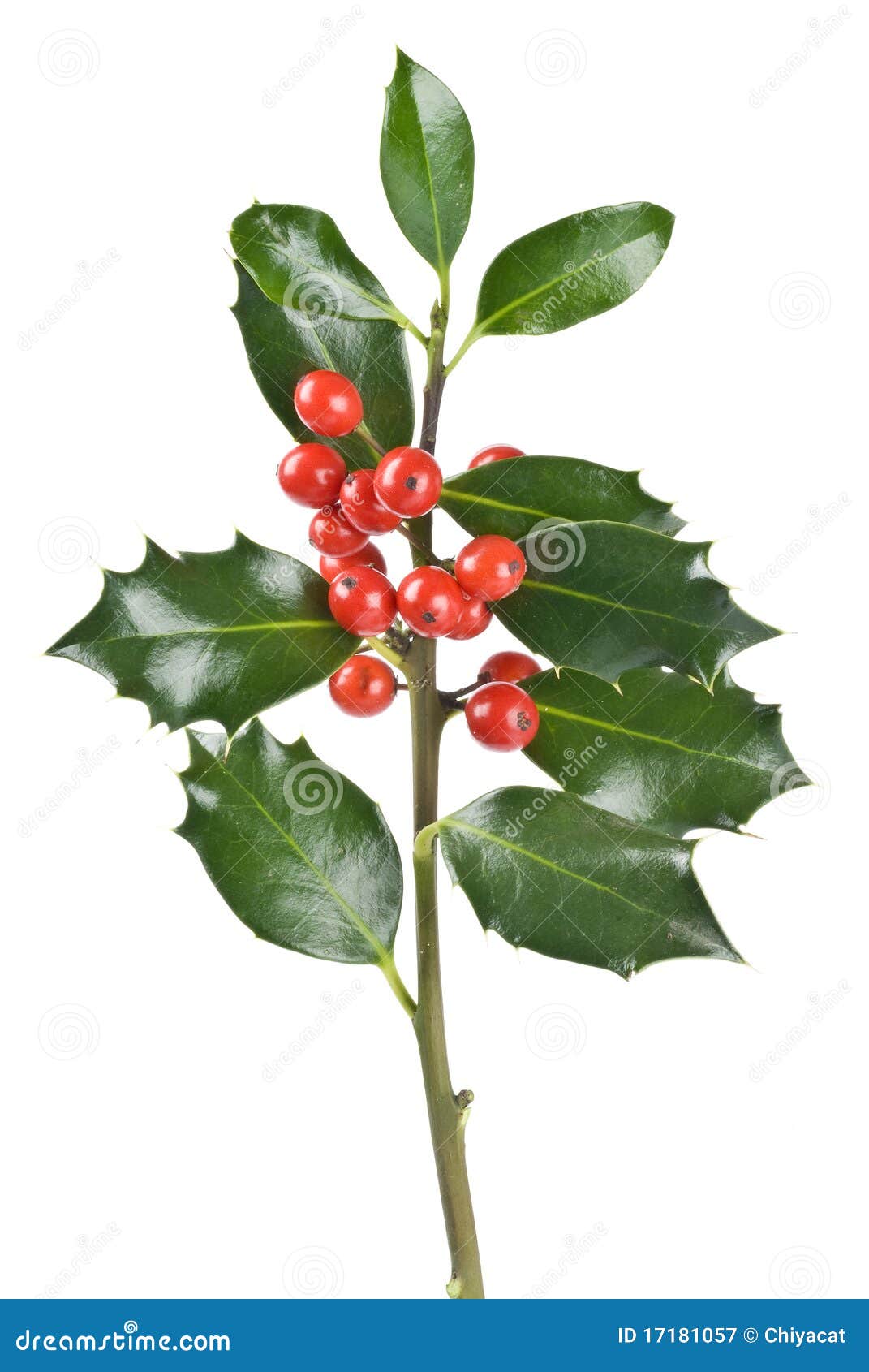 Christmas Holly stock image. Image of plant, christmas - 17181057