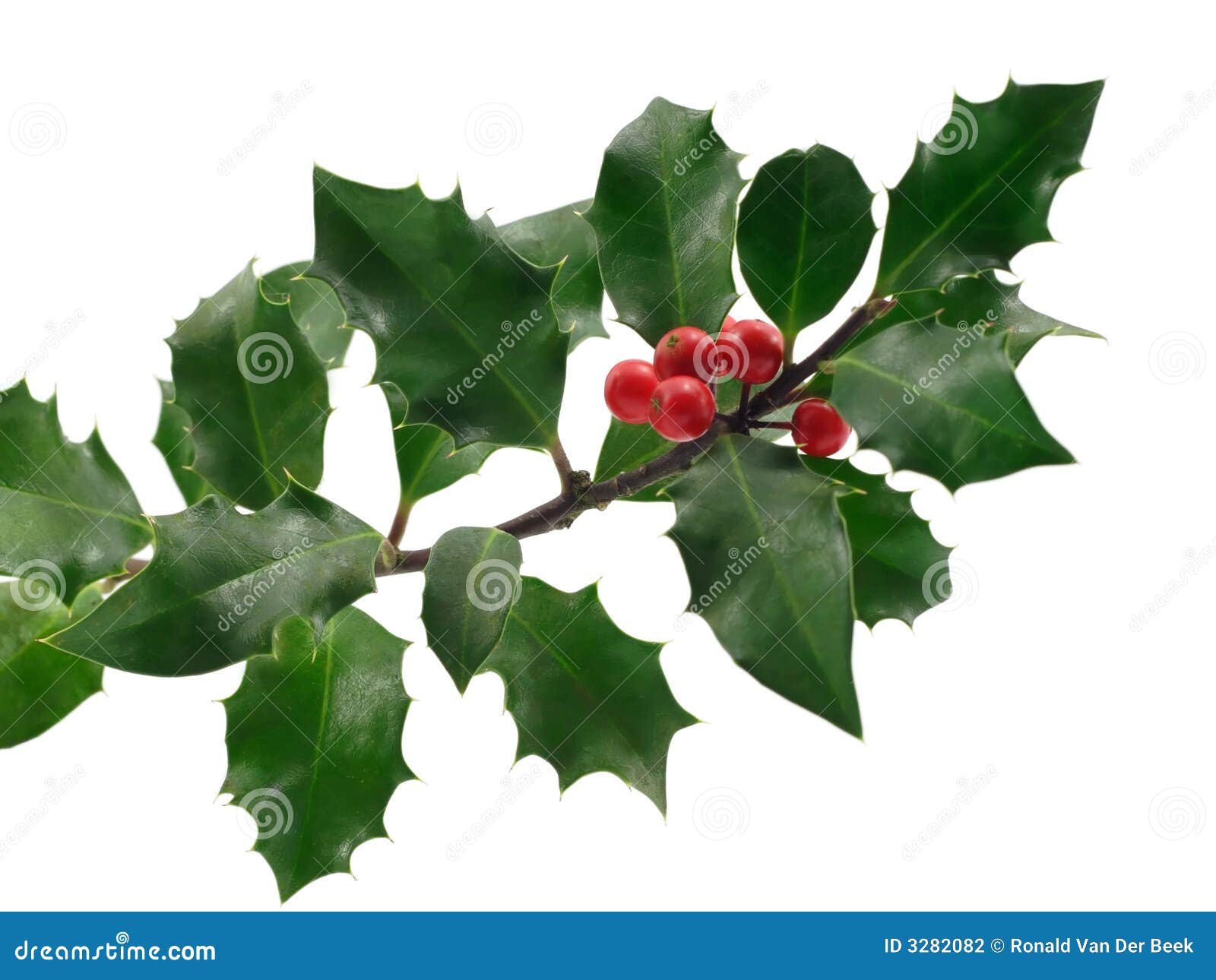 Christmas holly stock photo. Image of tree, xmas, green - 3282082