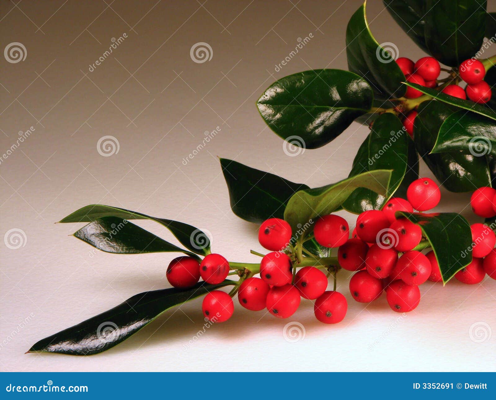Christmas holly berries stock image. Image of decorative - 3352691