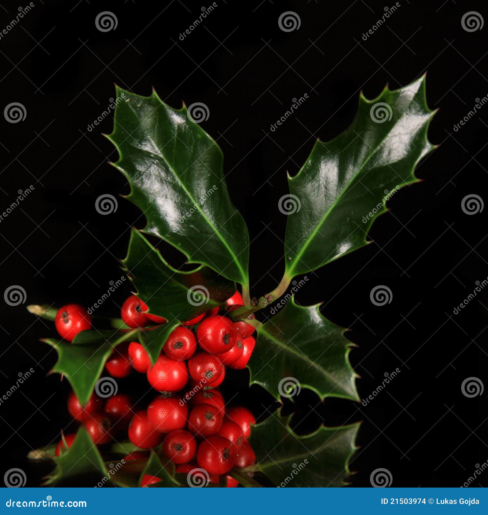 Christmas holly branch stock photo. Image of golden, love - 21503974