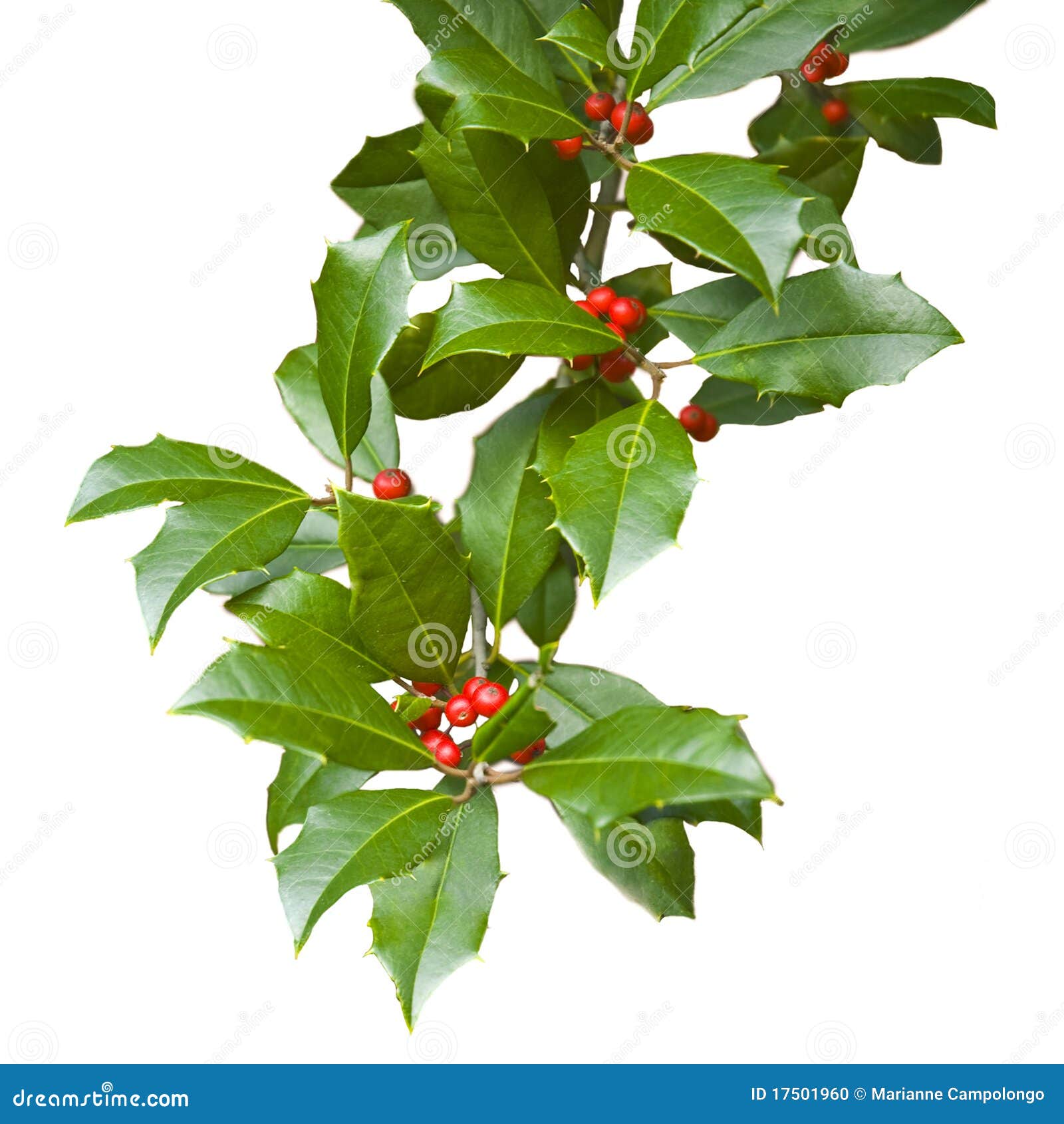 Christmas Holly Branch Isolated on White Stock Photo - Image of green ...