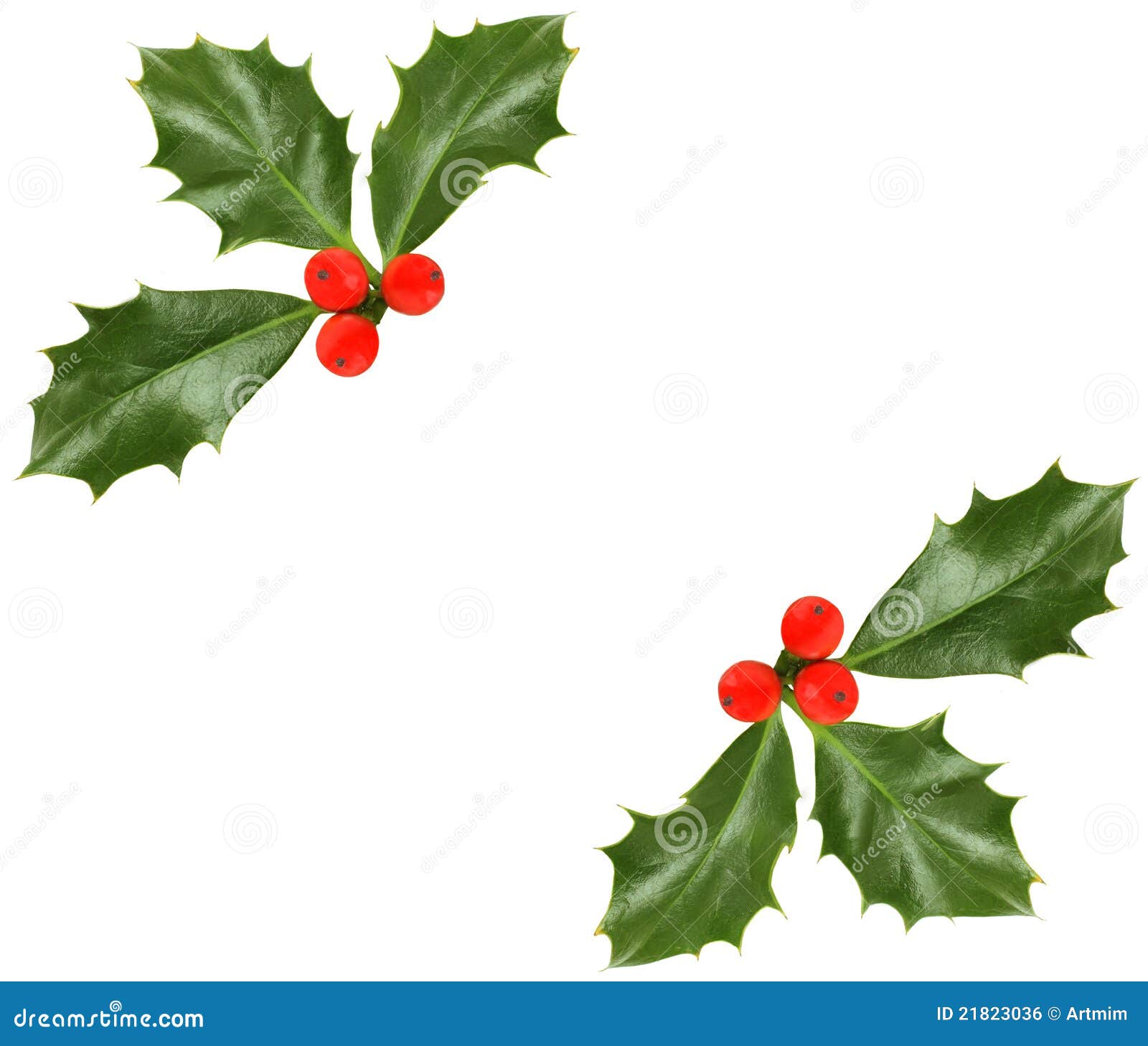 Christmas Holly - Design Element Stock Photo - Image of design, ilex ...