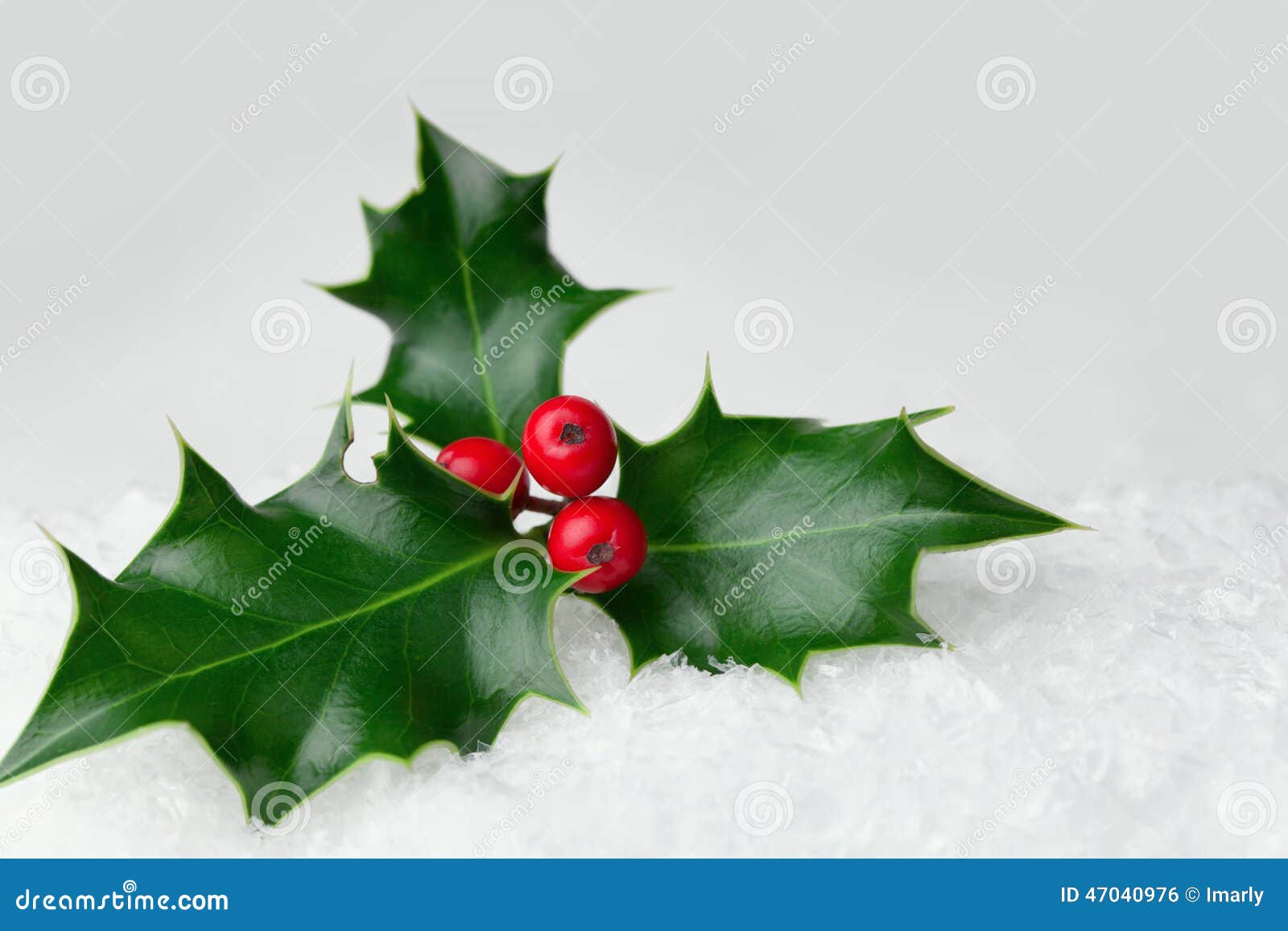 Christmas Holly Leaf with Red Berries in Snow Stock Photo - Image of ...