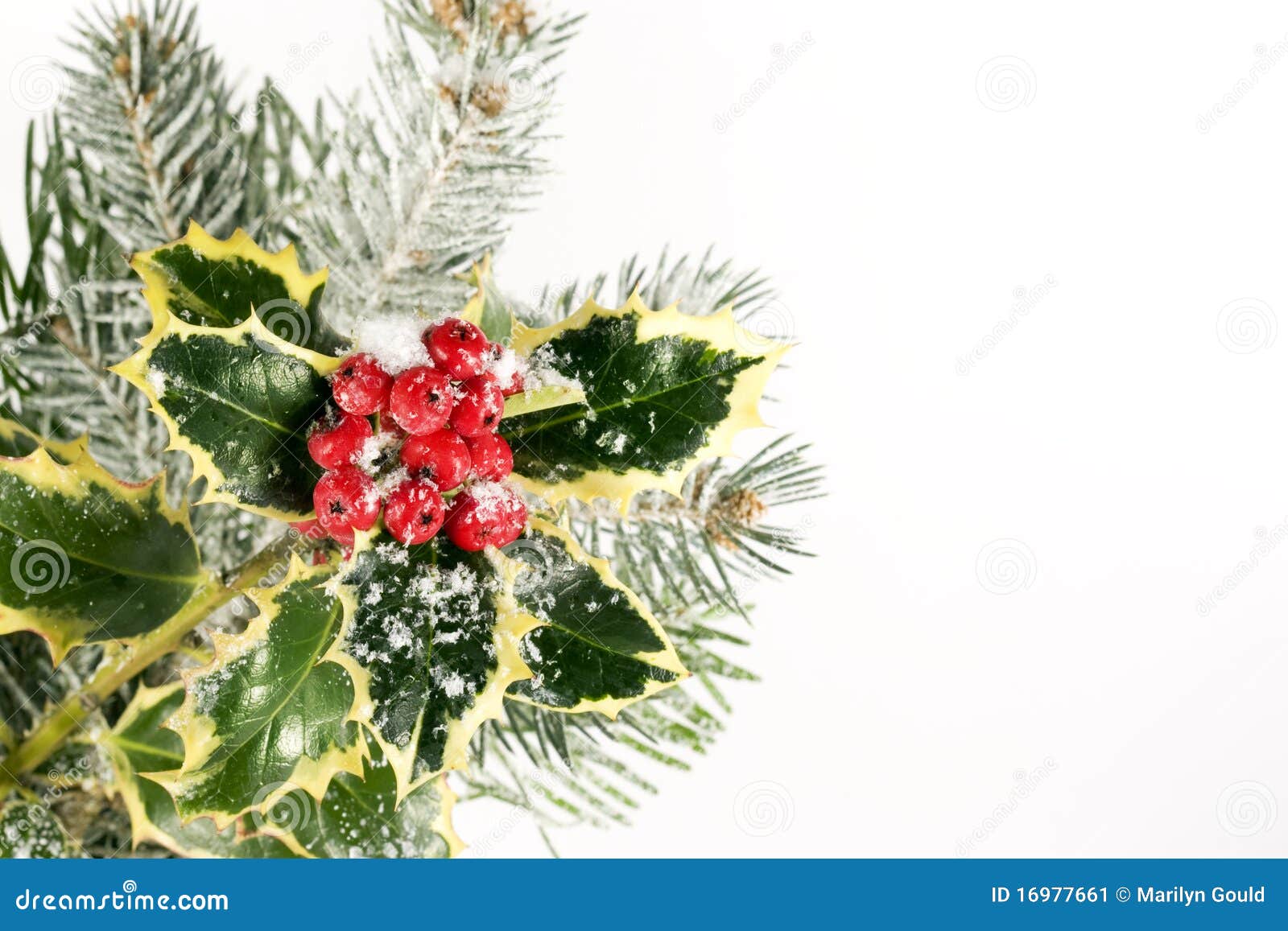 Christmas Holly & Pine stock image. Image of green - 16977661