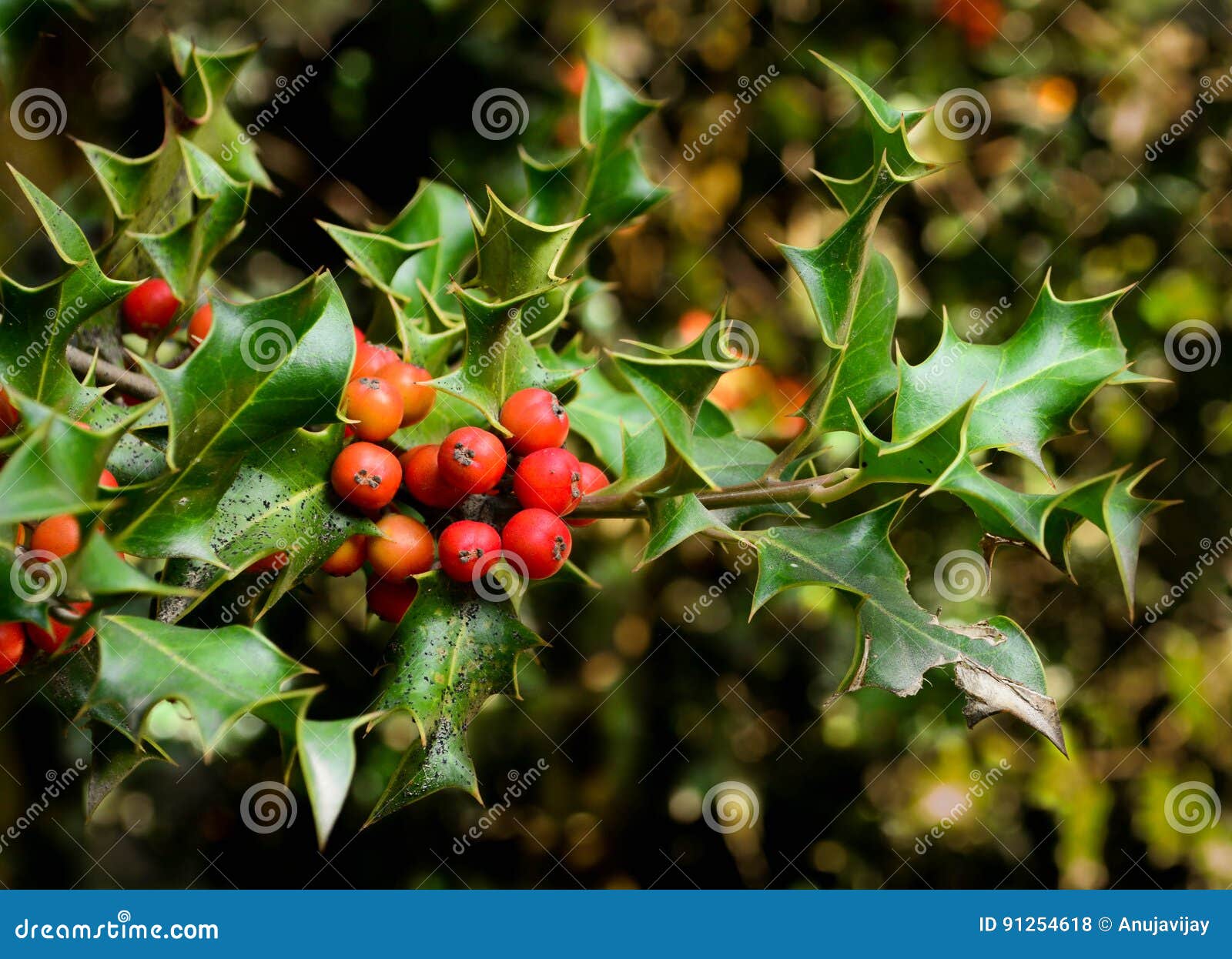 Christmas Holy leaves stock photo. Image of holiday, leaves - 91254618