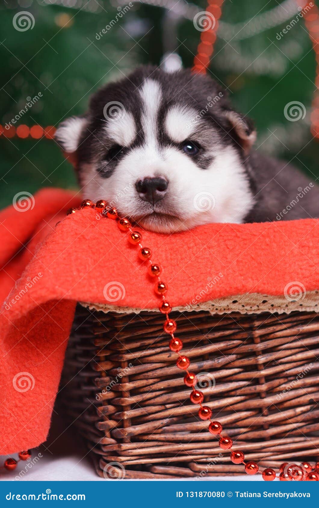 Christmas husky puppy stock photo. Image of card, siberian - 131870080