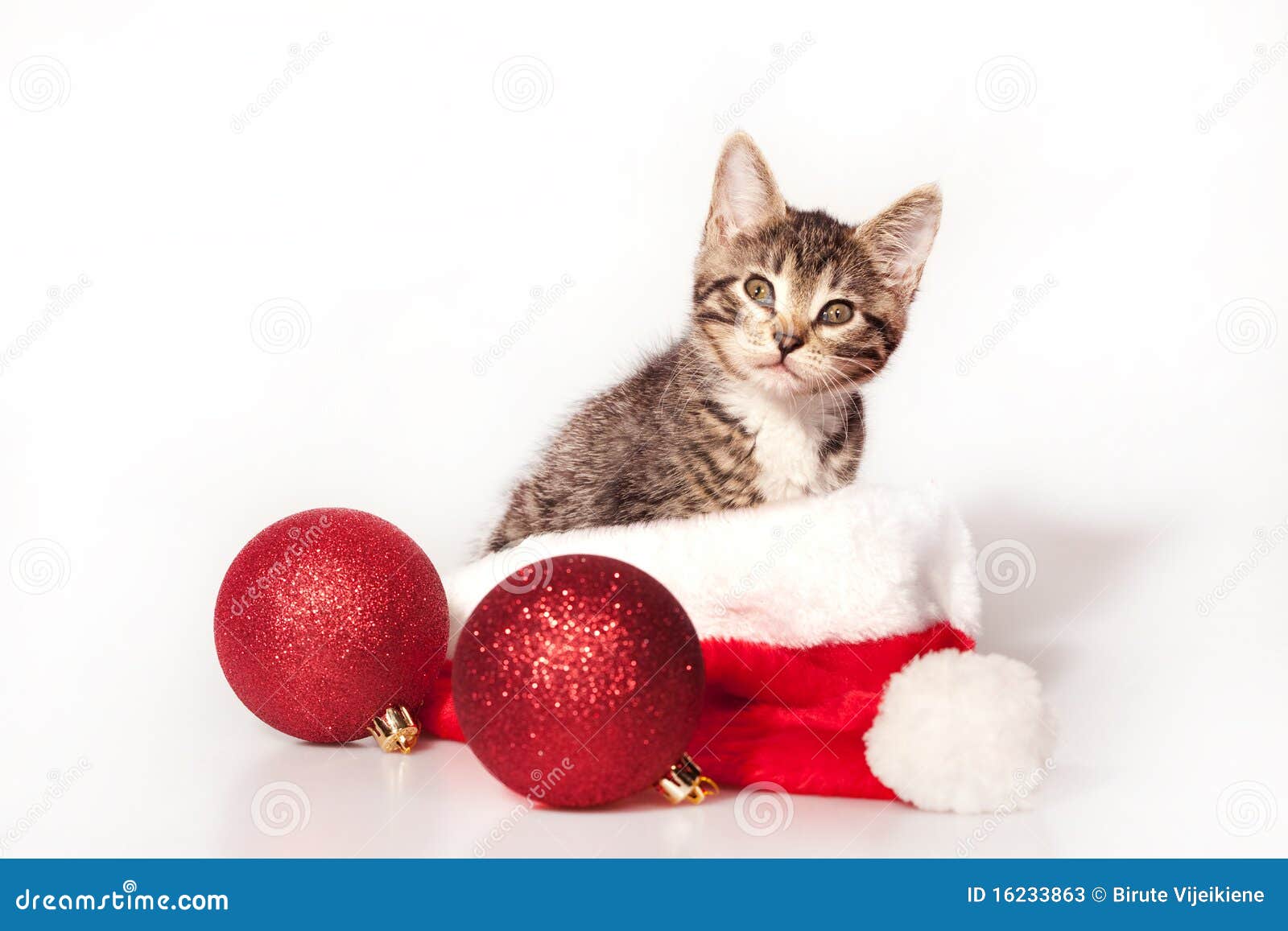 Christmas kitty stock image. Image of animal, lool, decoration - 16233863