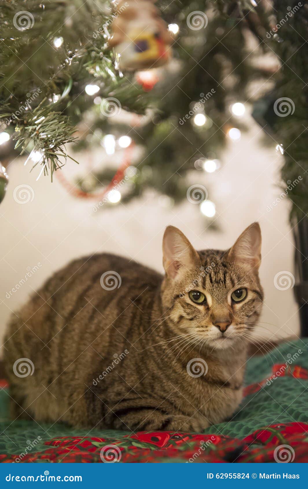 Christmas Kitty stock photo. Image of nose, festive, present - 62955824