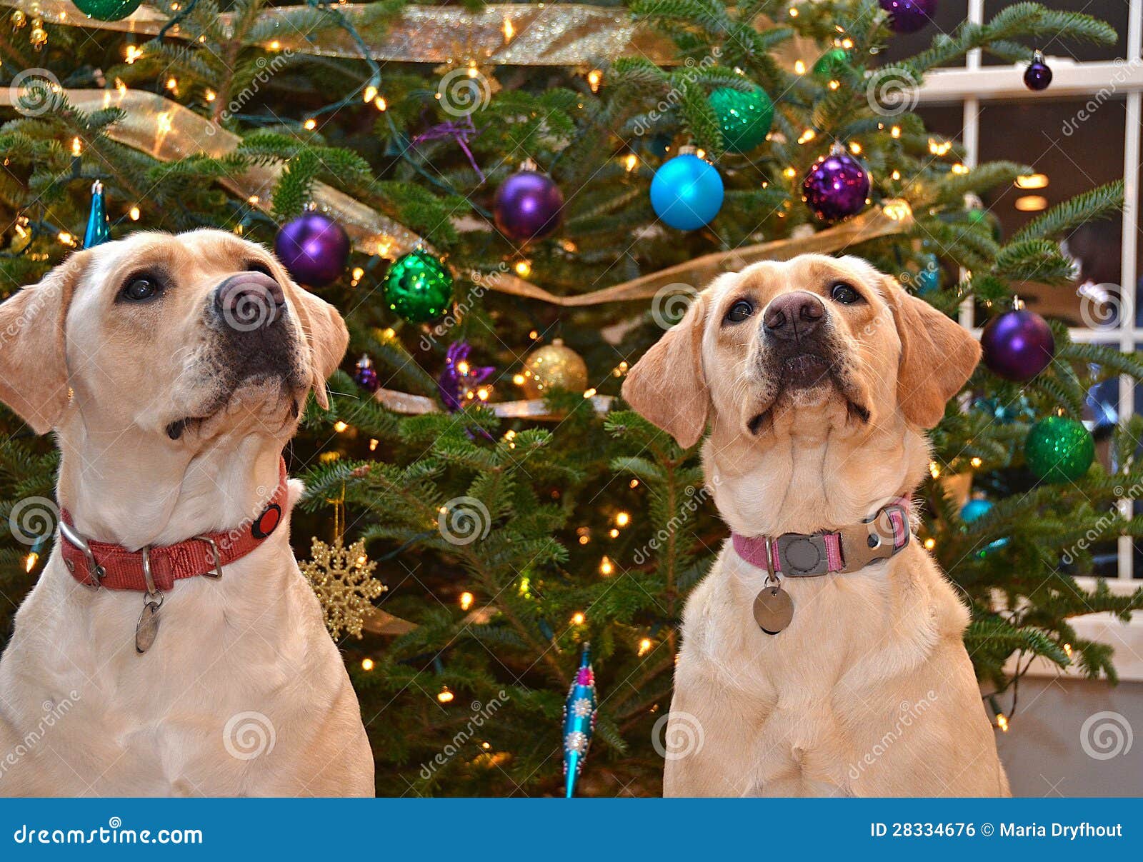 Christmas Labrador Retrievers Stock Photo - Image of light, festive ...