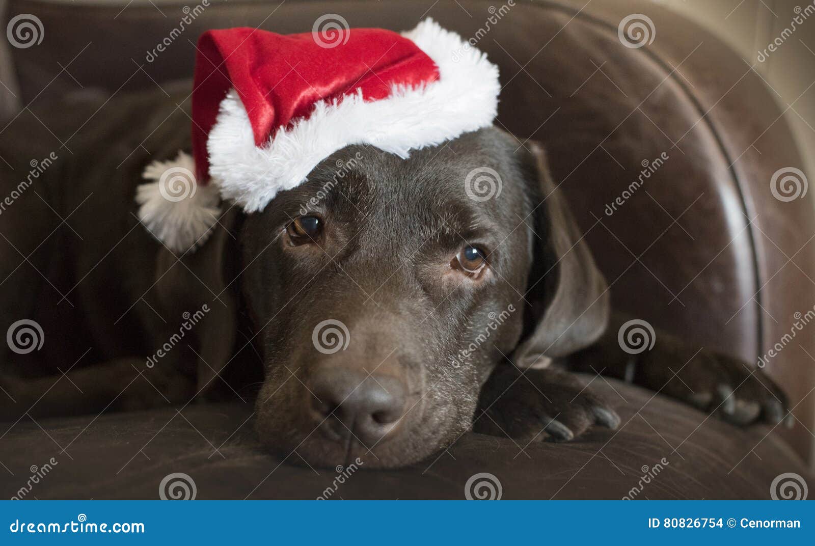 Christmas labrador stock photo. Image of wearing, christmas - 80826754