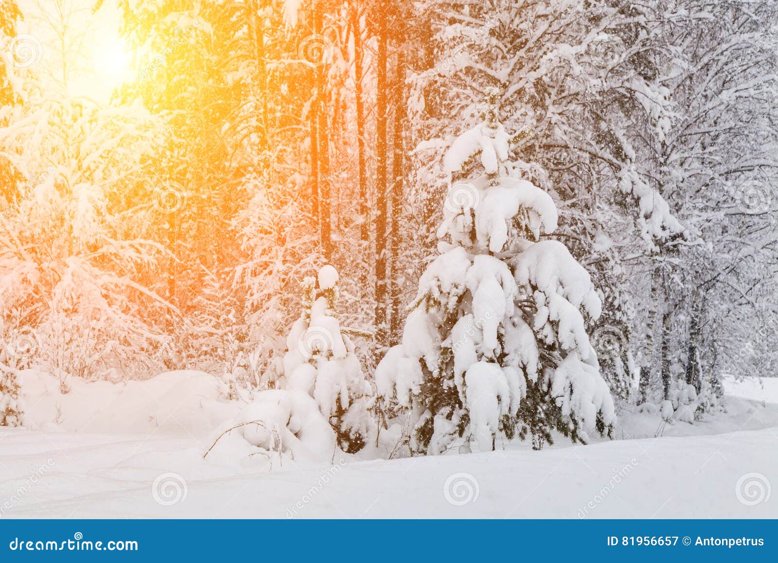 Christmas Landscape with Snow-covered Trees Stock Image - Image of ...