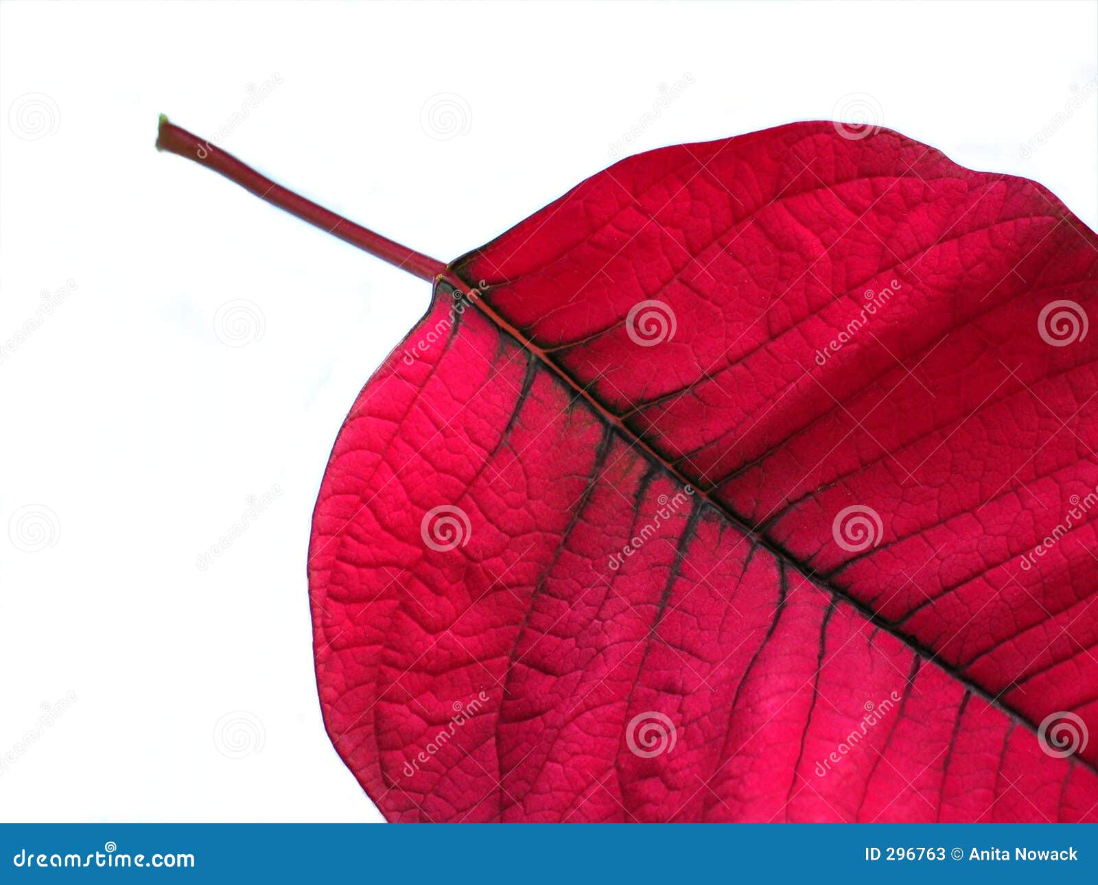 Christmas Leaf stock image. Image of peaceful, reddish - 296763