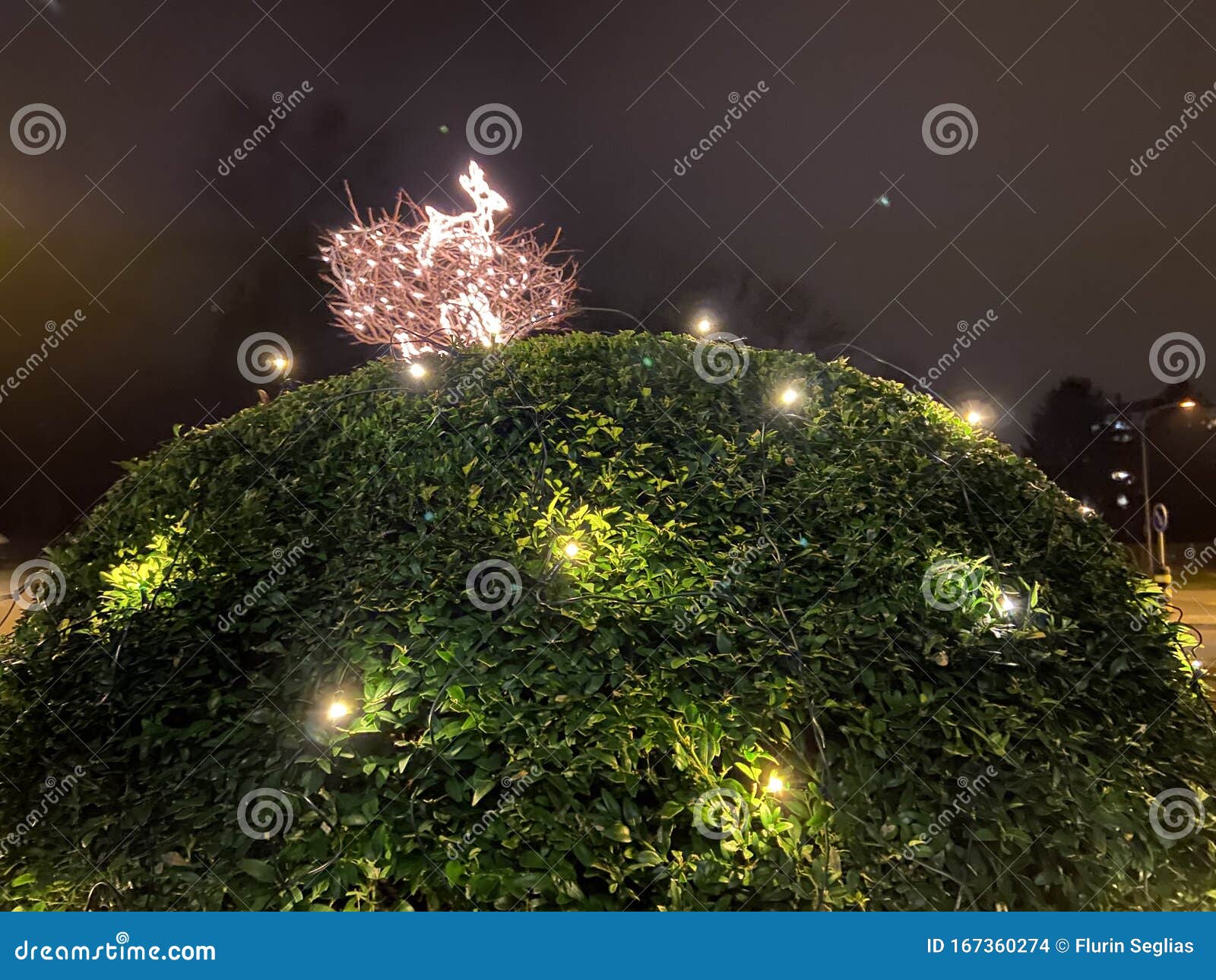 Brightly Lit Tree With Golden Autumn Leaves In Front Of A Dark ...