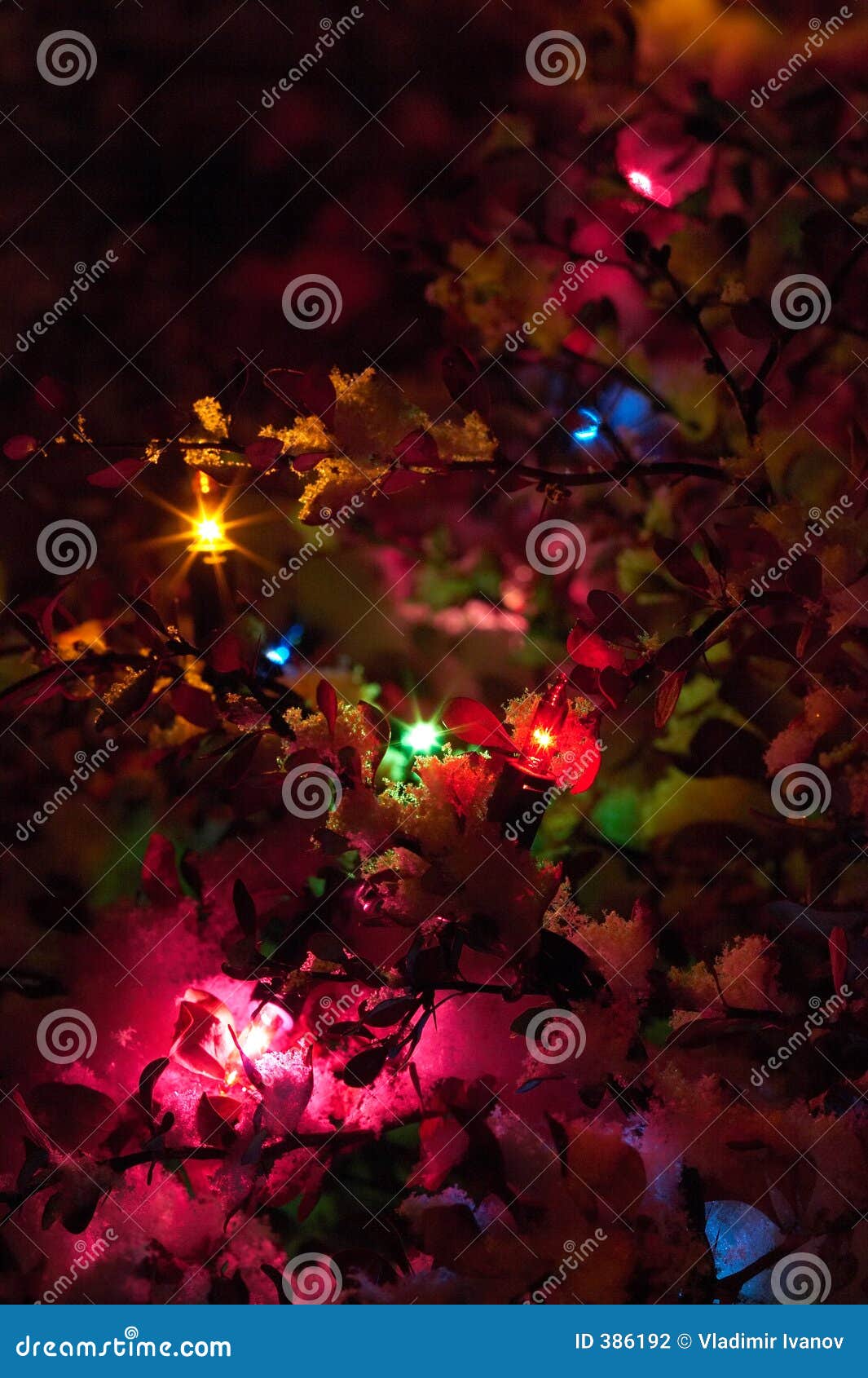 Christmas lights in snow stock photo. Image of closeup - 386192